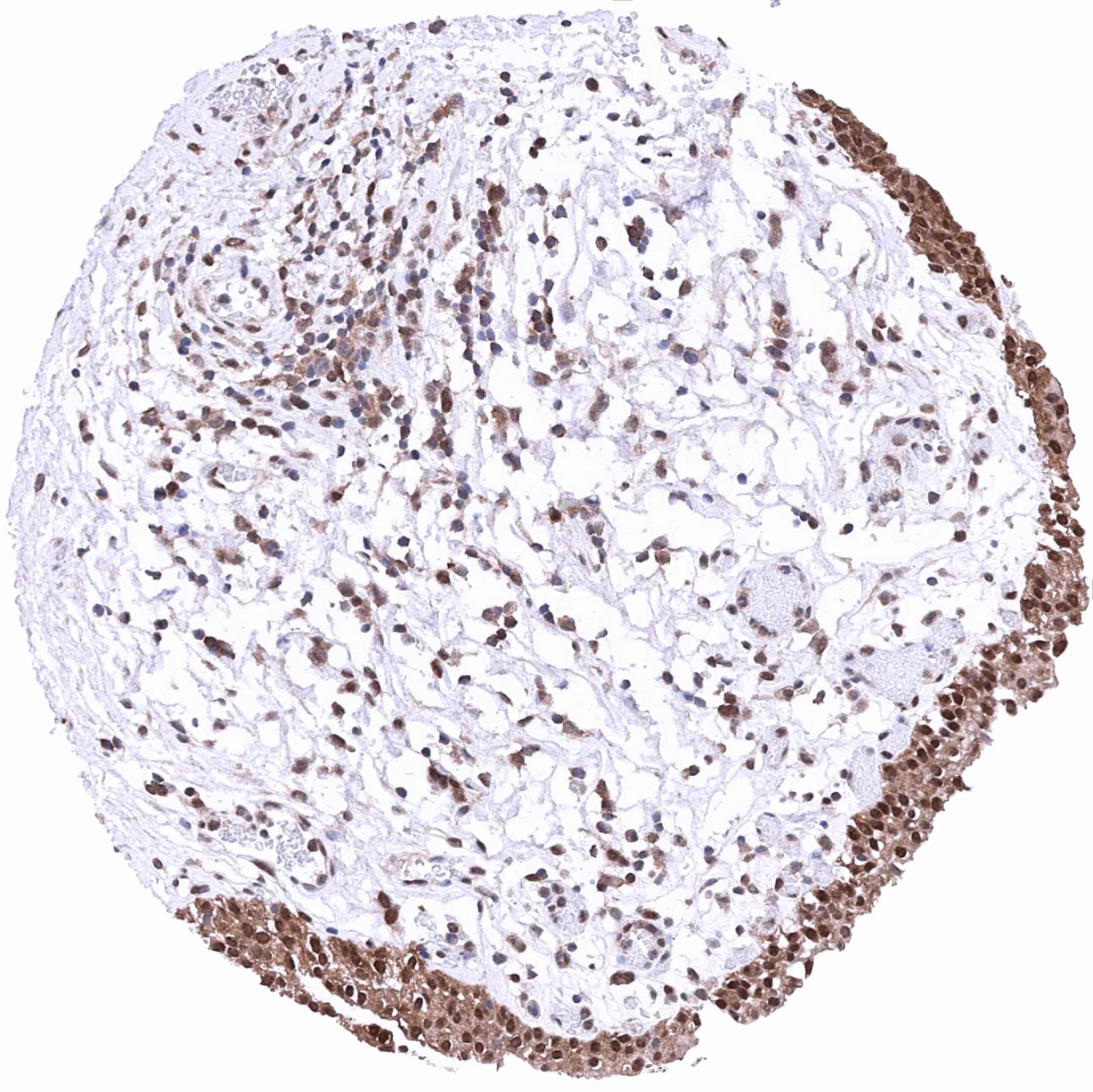 MTAP (MSVA-741R) - MS Validated Antibodies