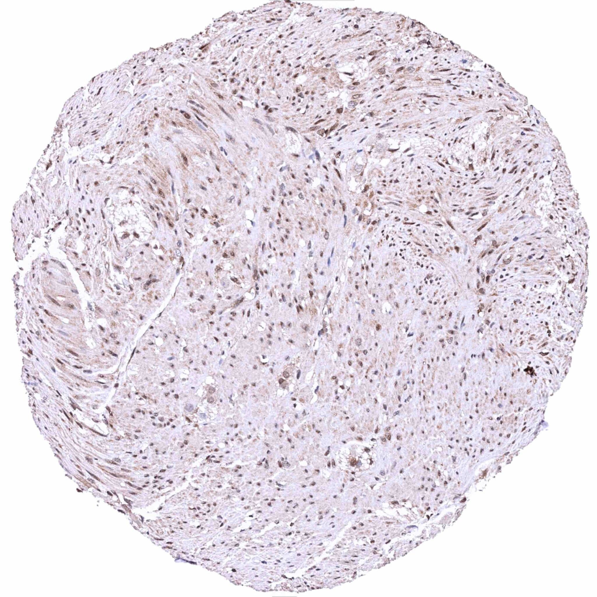 MTAP (MSVA-741R) - MS Validated Antibodies