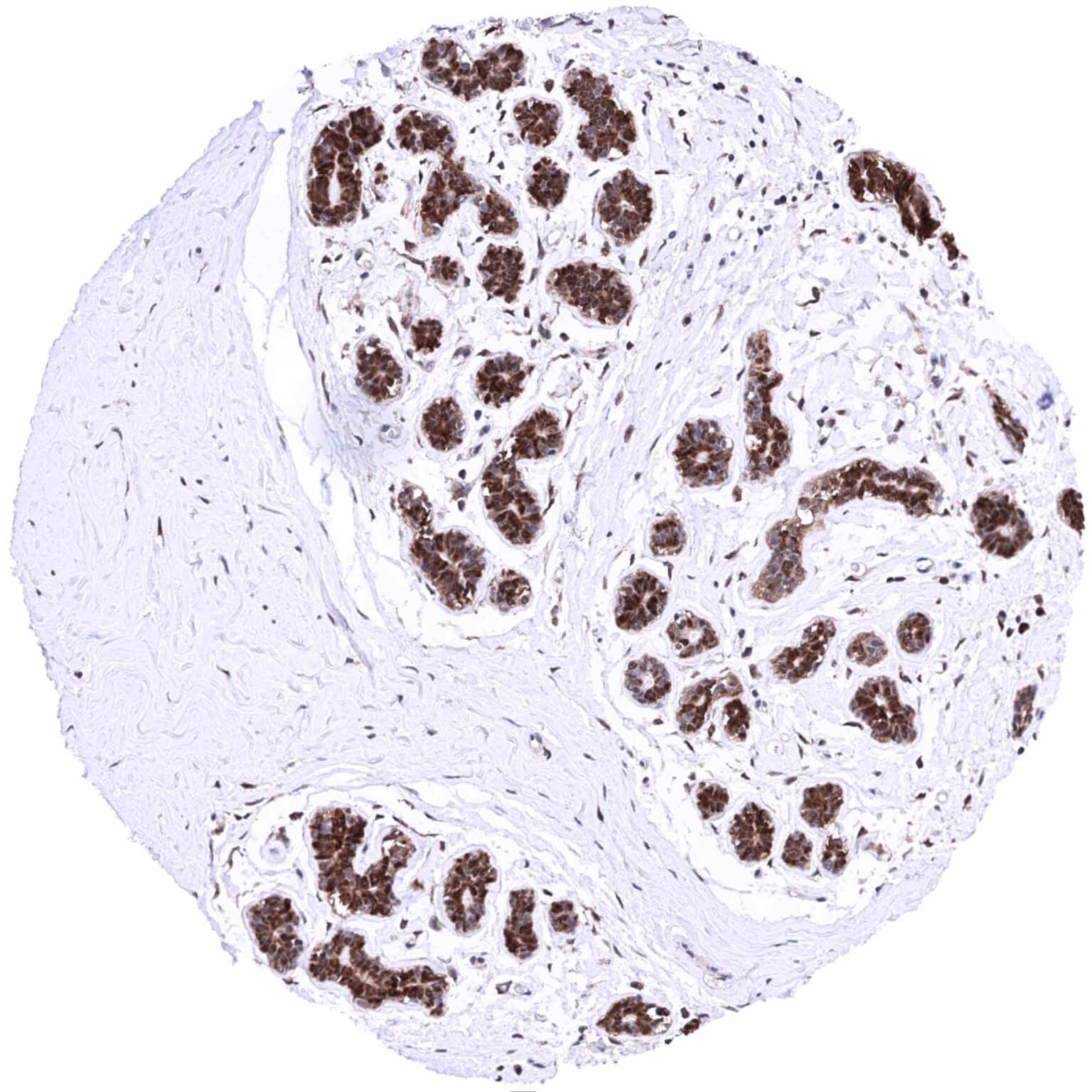 MTAP (MSVA-741R) - MS Validated Antibodies