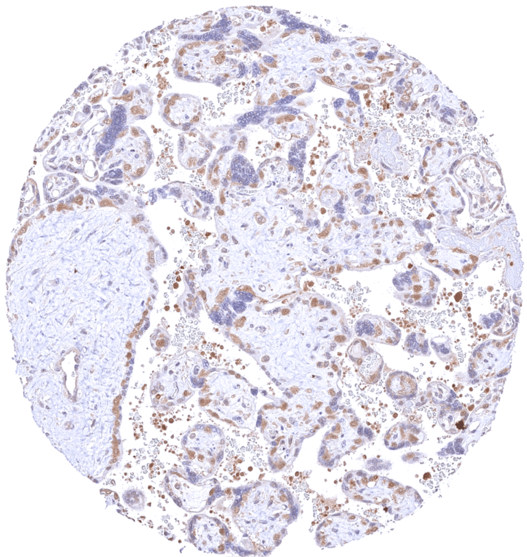 MTAP (MSVA-741R) - MS Validated Antibodies