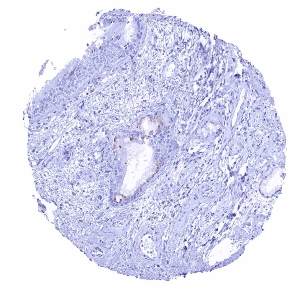 Prostein (MSVA-460R) - MS Validated Antibodies