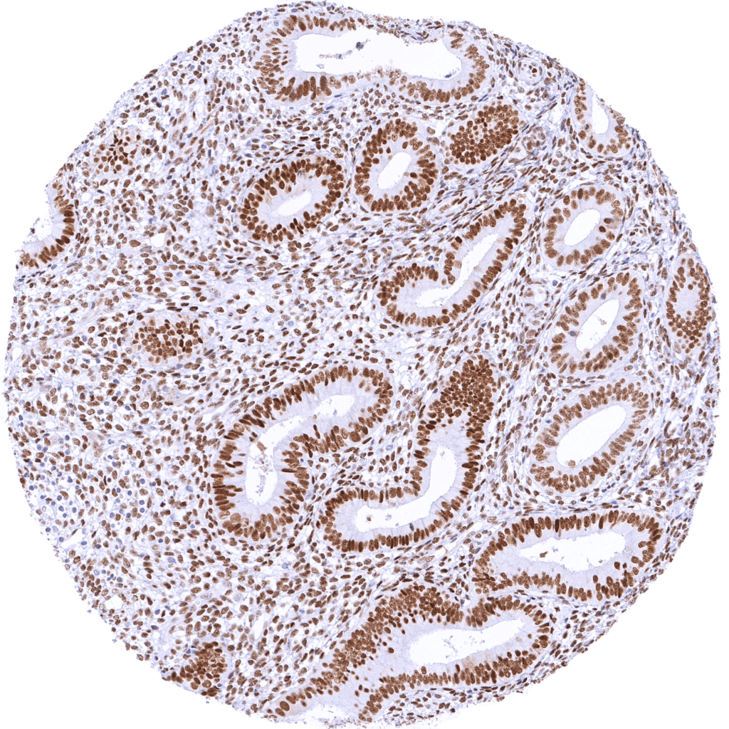 TLE1 (MSVA-856R) - MS Validated Antibodies