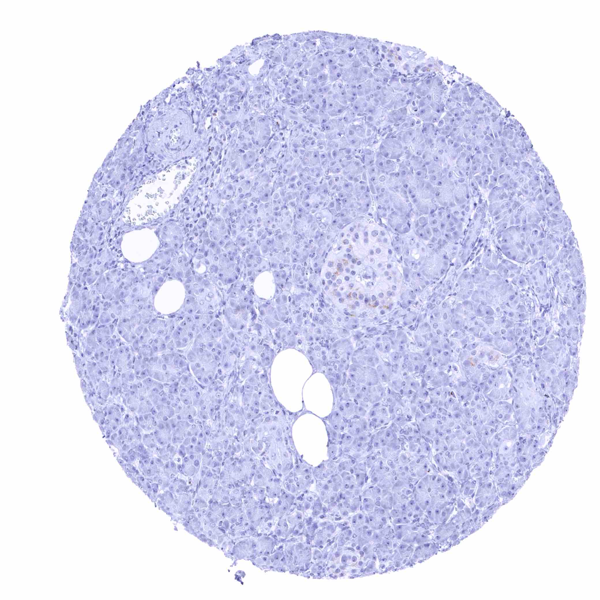 Prostein (MSVA-460R) - MS Validated Antibodies