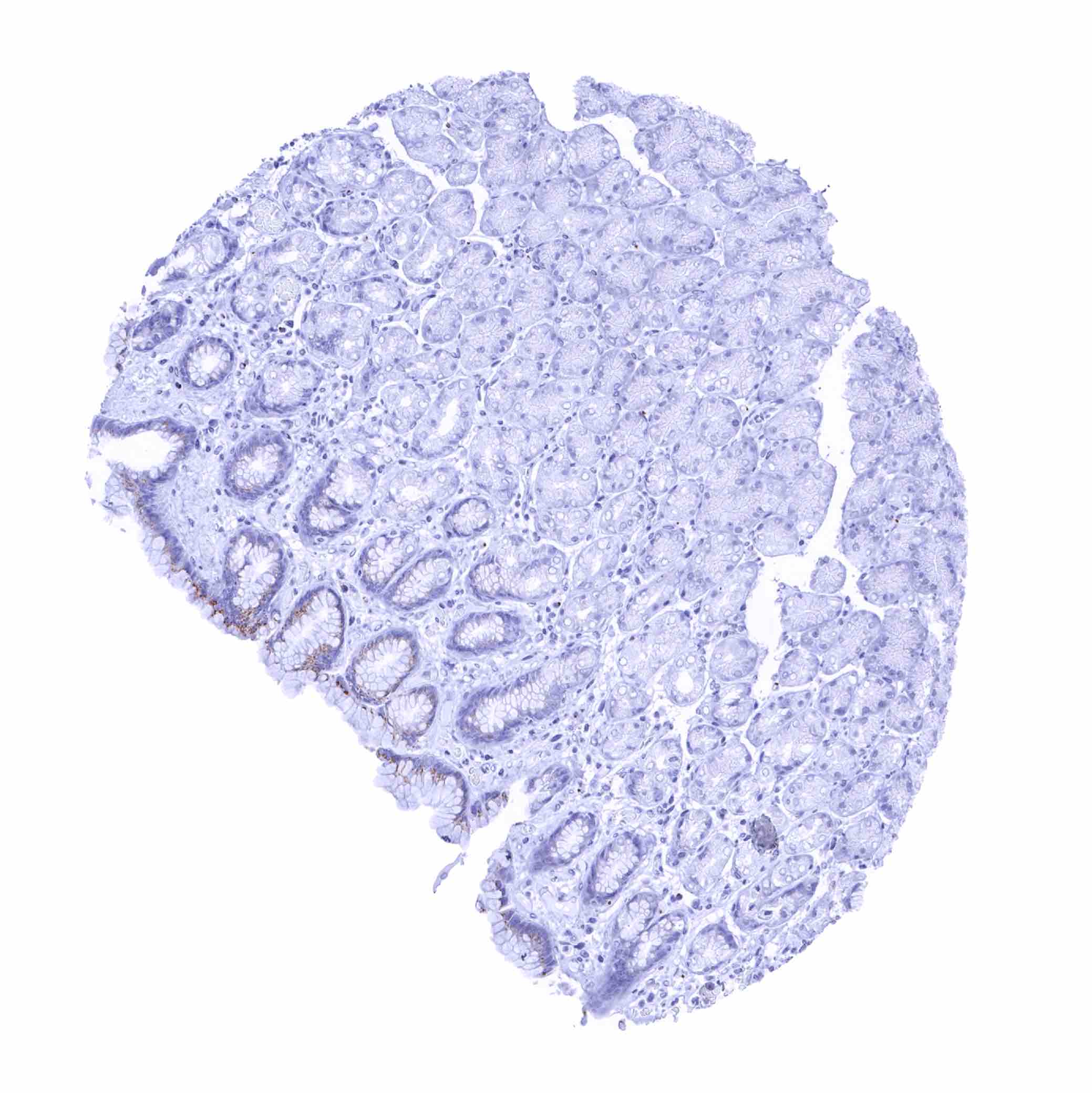 Prostein (MSVA-460R) - MS Validated Antibodies