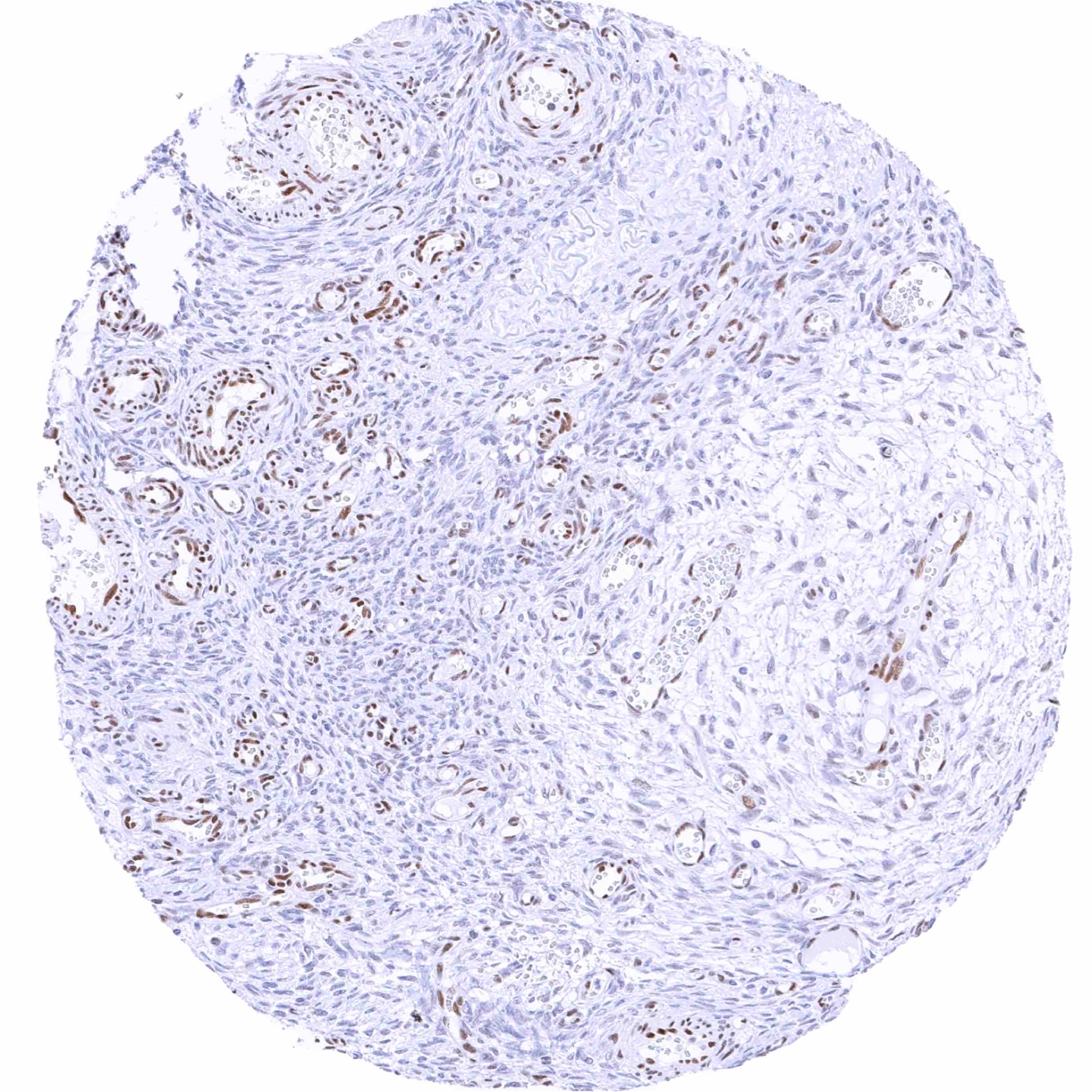 TLE1 (MSVA-856R) - MS Validated Antibodies