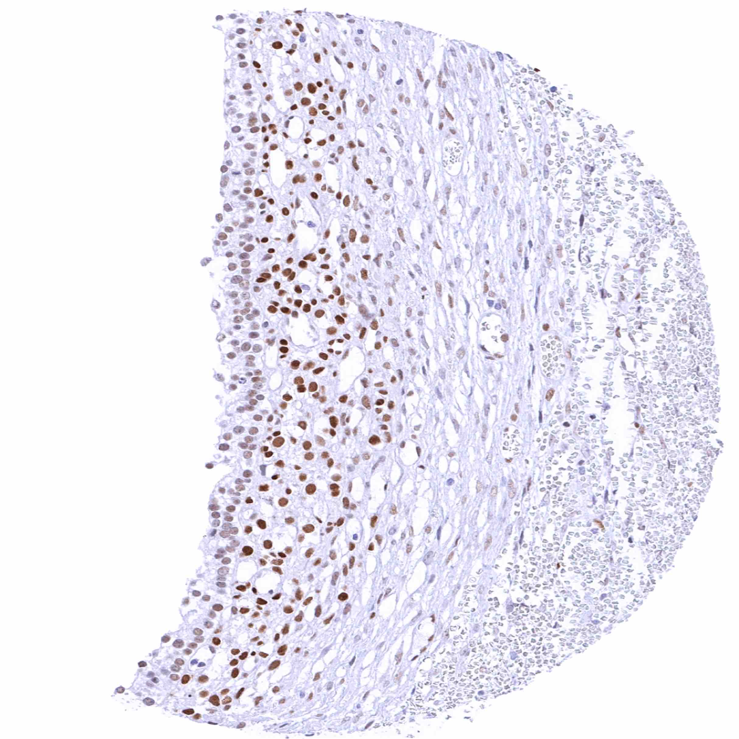 TLE1 (MSVA-856R) - MS Validated Antibodies