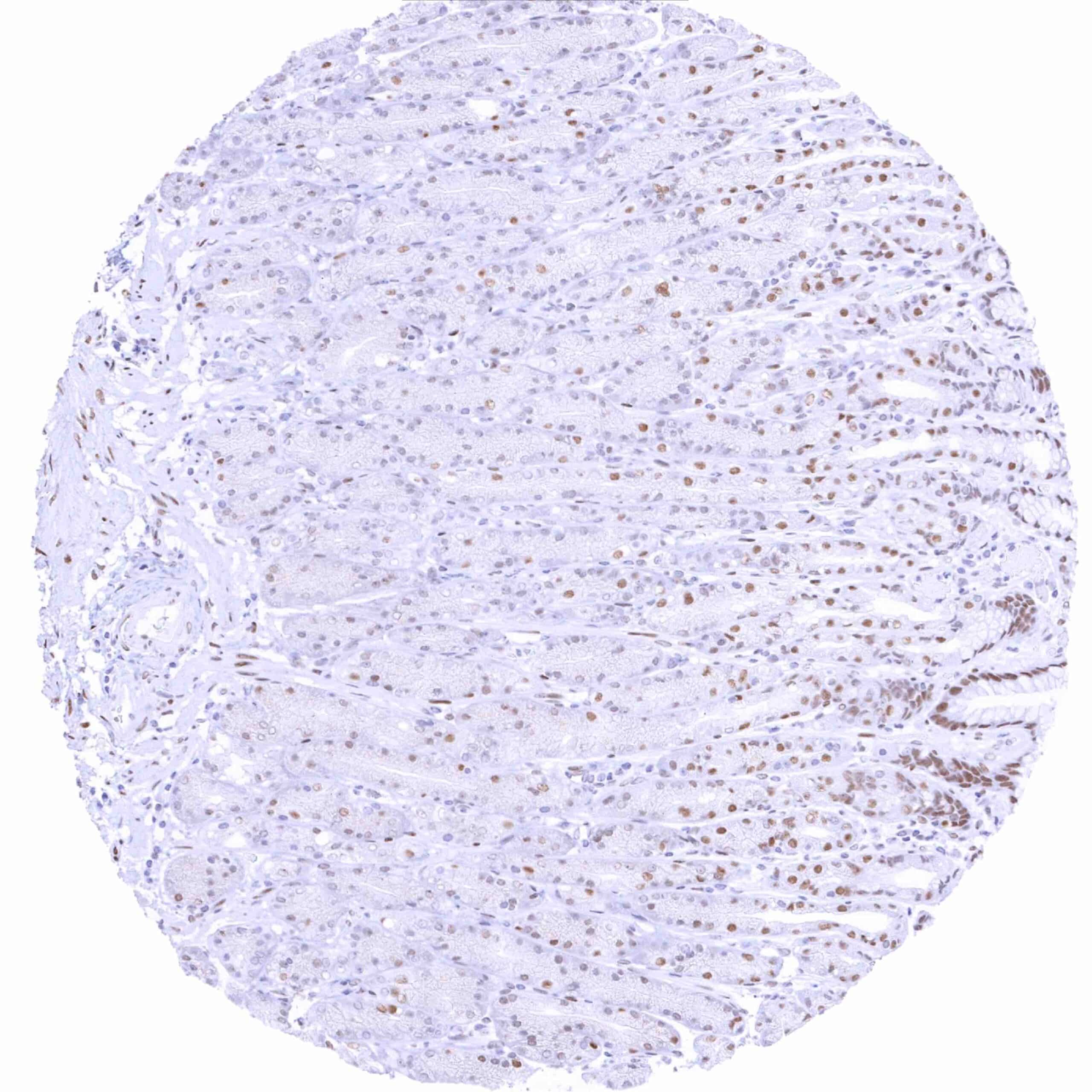 Normal Tissue Gallery TLE1 - MS Validated Antibodies
