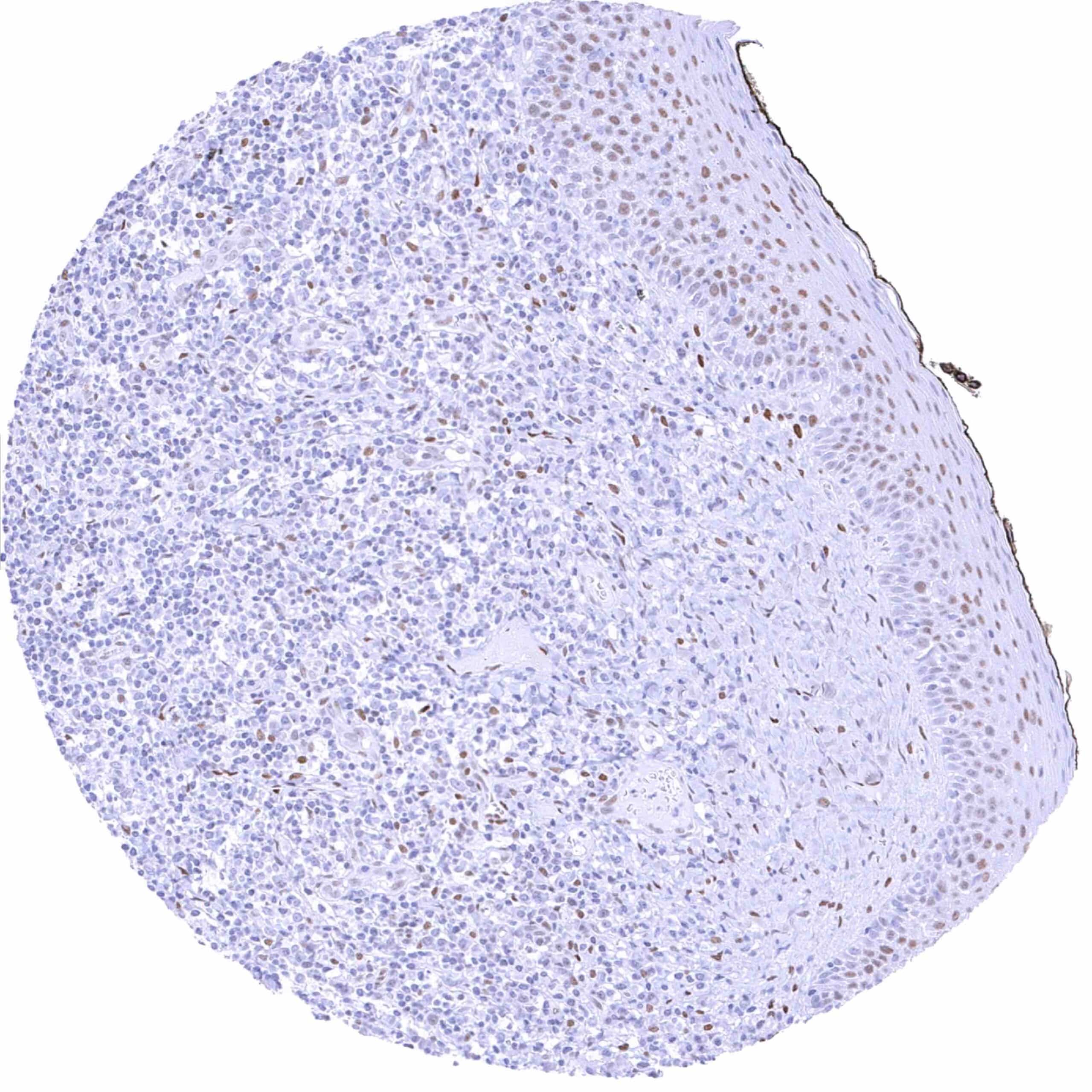 Normal Tissue Gallery TLE1 - MS Validated Antibodies