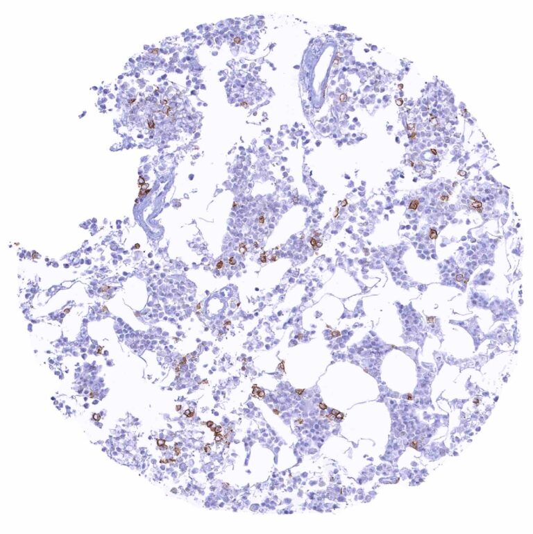 Normal Tissue Gallery CD38 - MS Validated Antibodies
