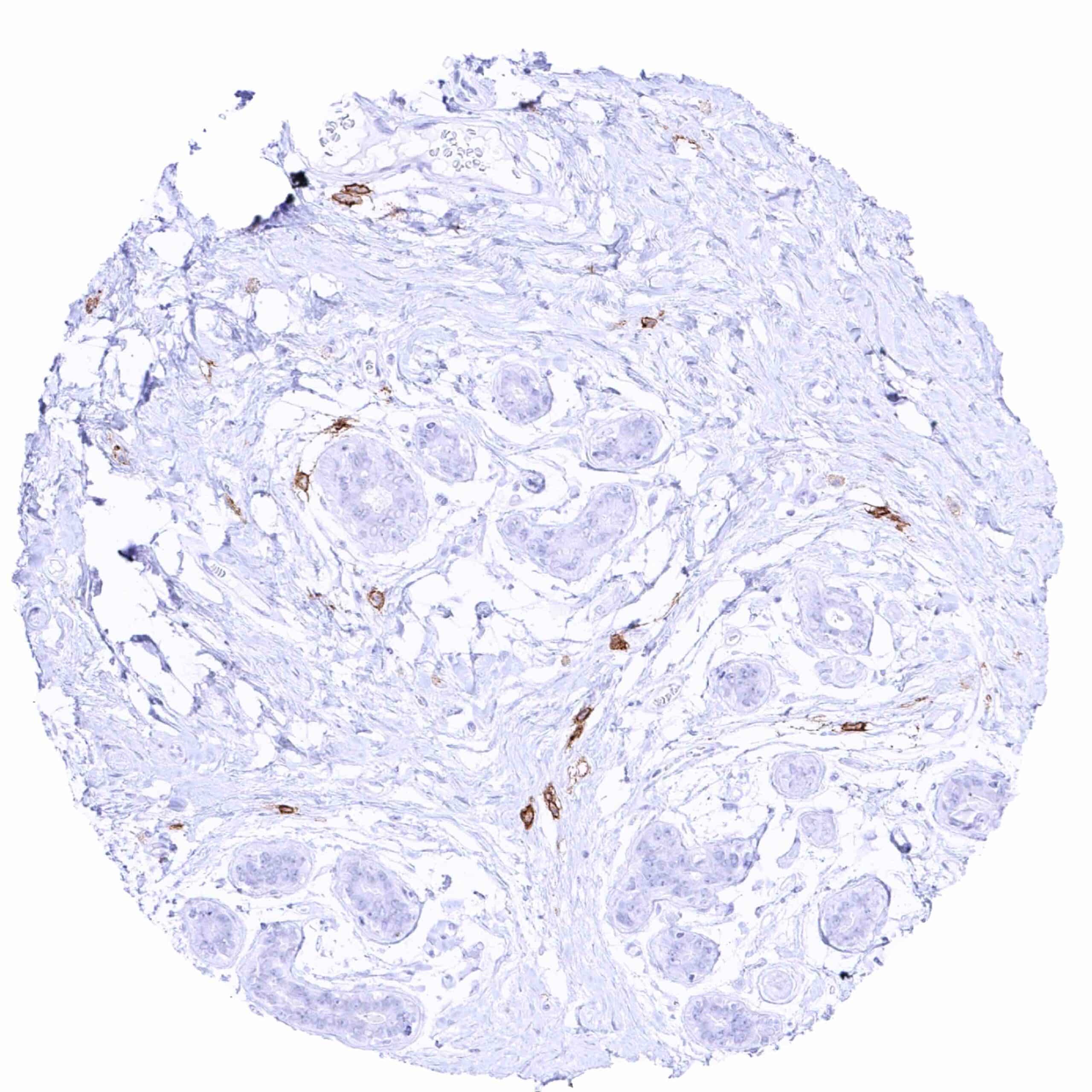 Normal Tissue Gallery CD38 - MS Validated Antibodies