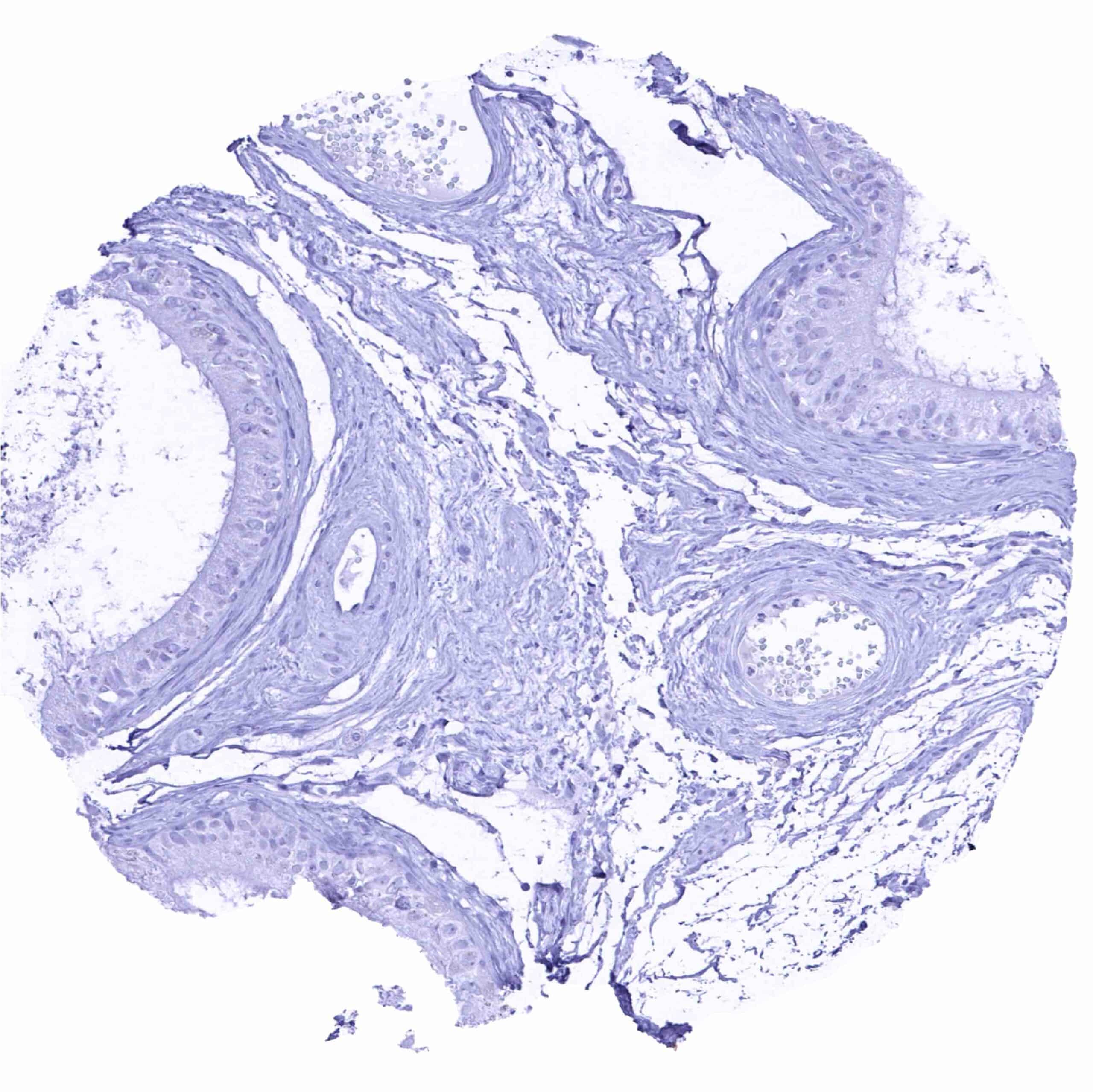 Normal Tissue Gallery CD38 - MS Validated Antibodies