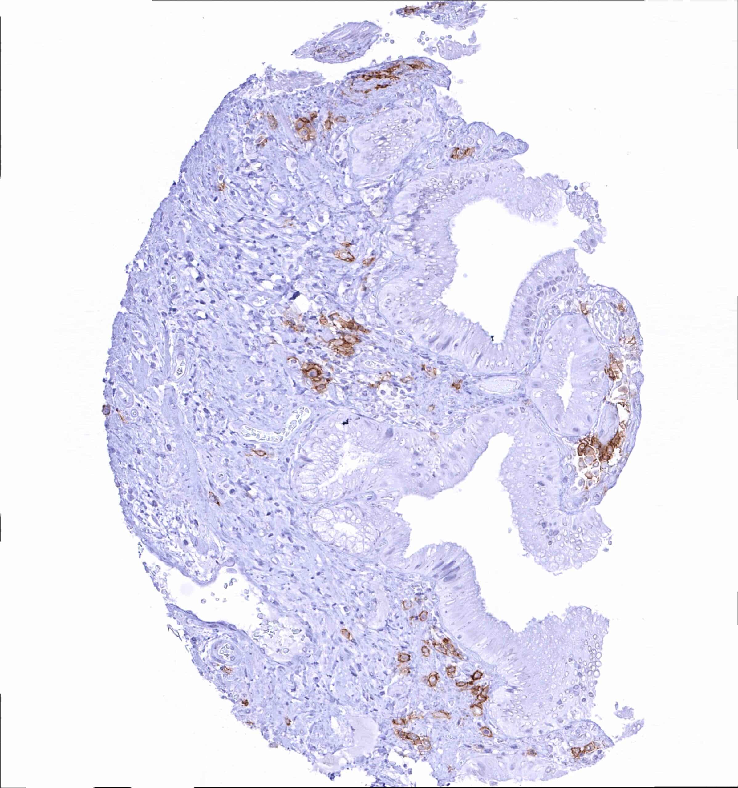 Normal Tissue Gallery CD38 - MS Validated Antibodies