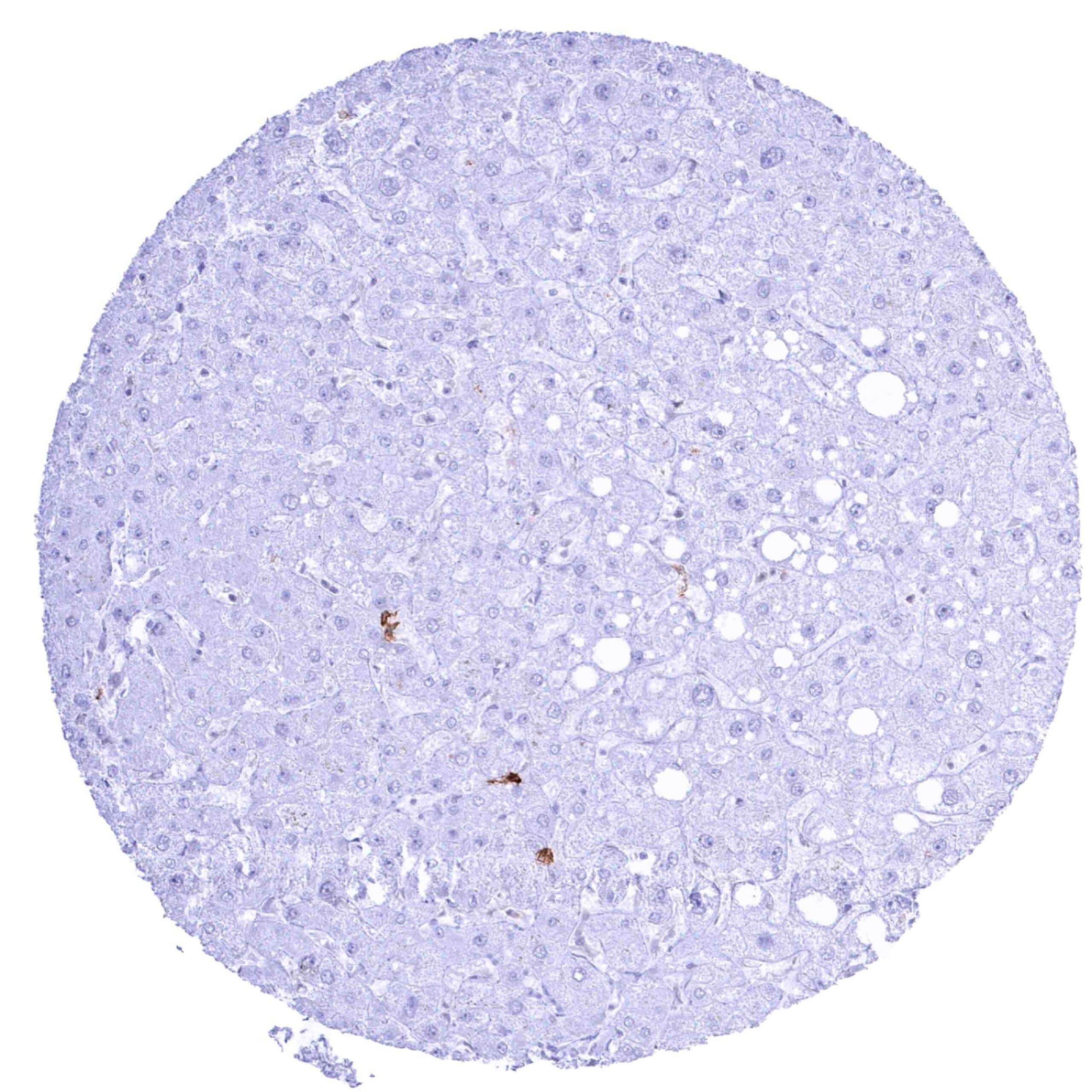 Normal Tissue Gallery CD38 - MS Validated Antibodies