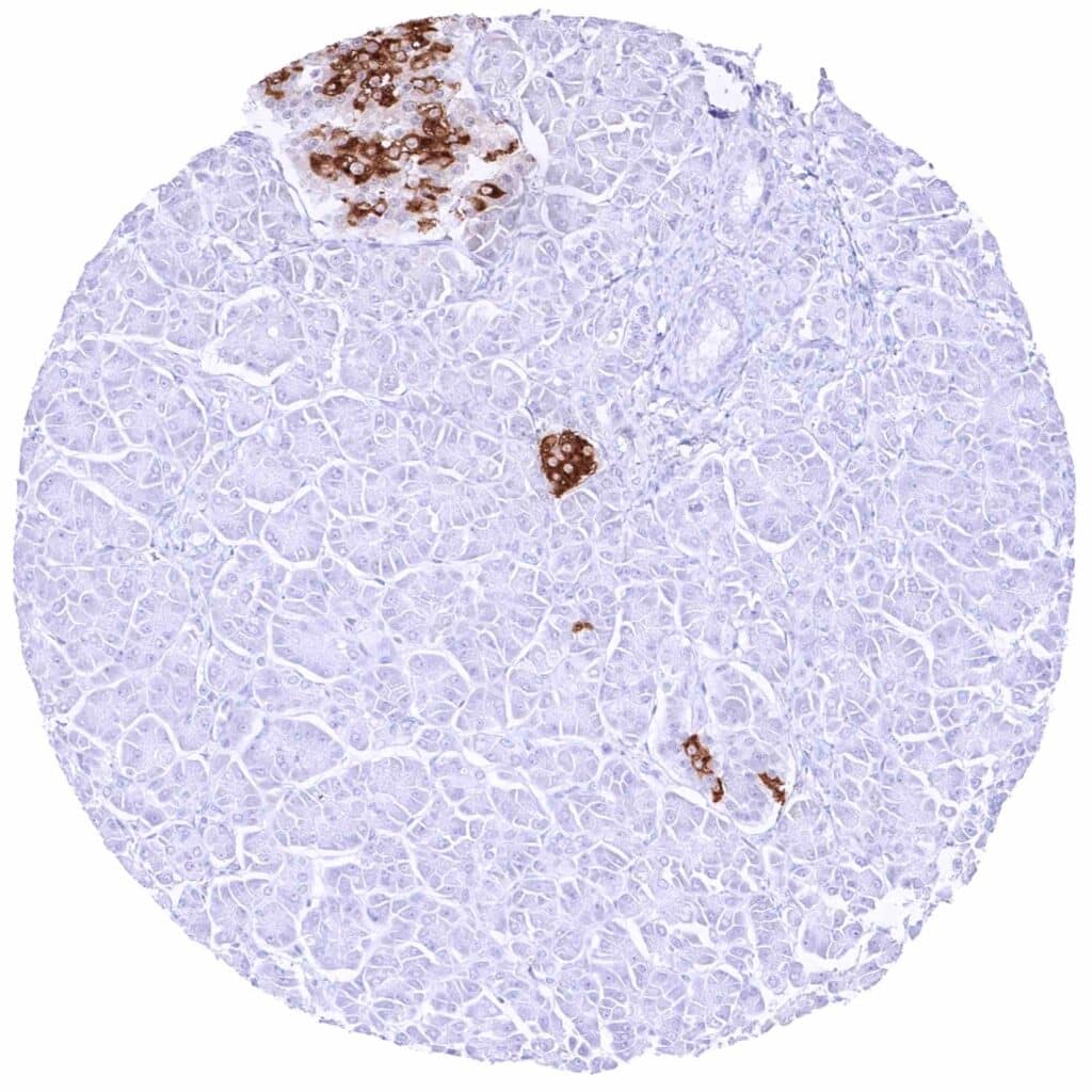 Insulin (HMV-308) - MS Validated Antibodies