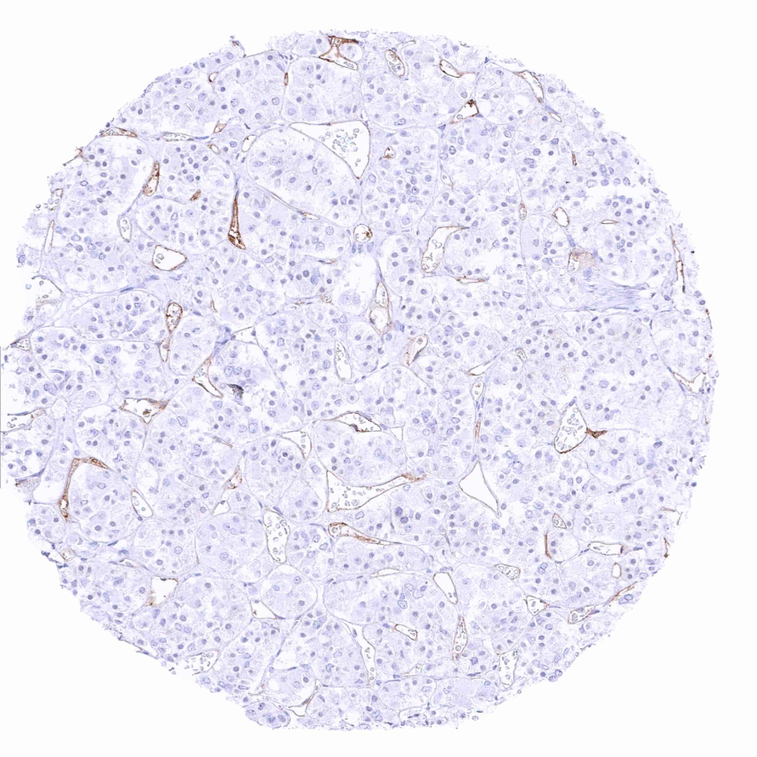 Normal Tissue Gallery CD38 - MS Validated Antibodies