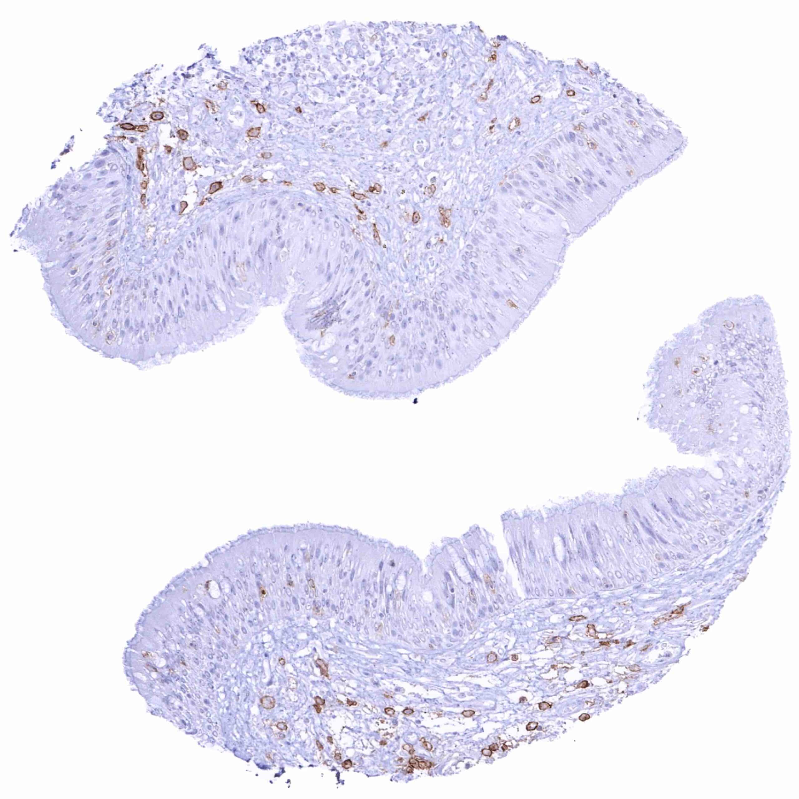 Normal Tissue Gallery CD38 - MS Validated Antibodies