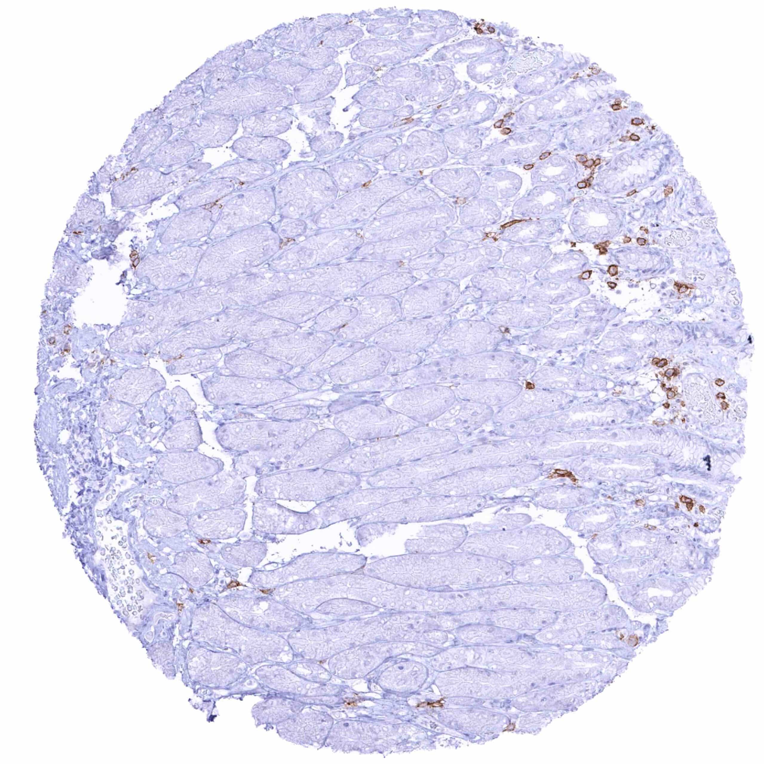 Normal Tissue Gallery CD38 - MS Validated Antibodies