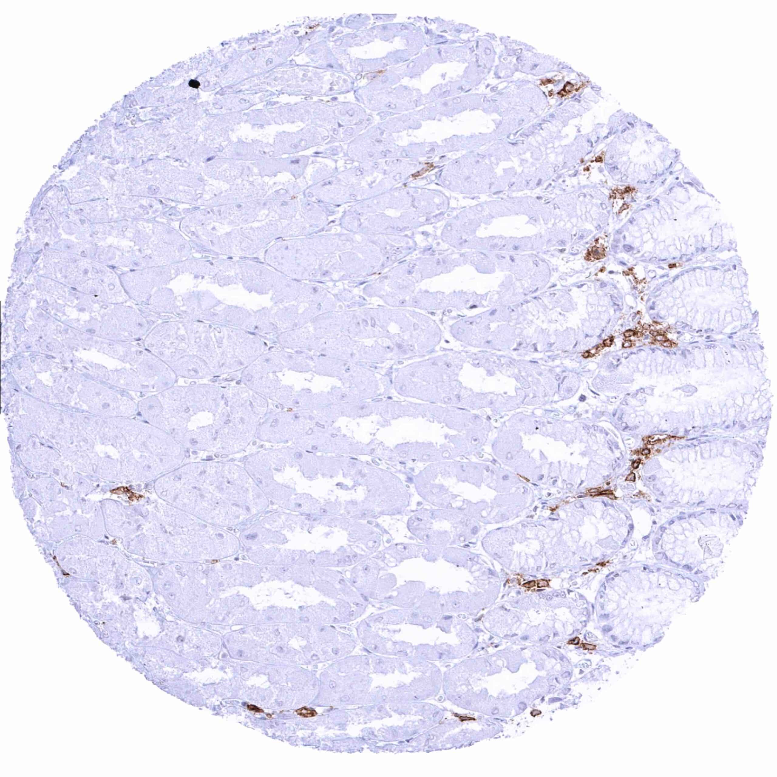 Normal Tissue Gallery CD38 - MS Validated Antibodies