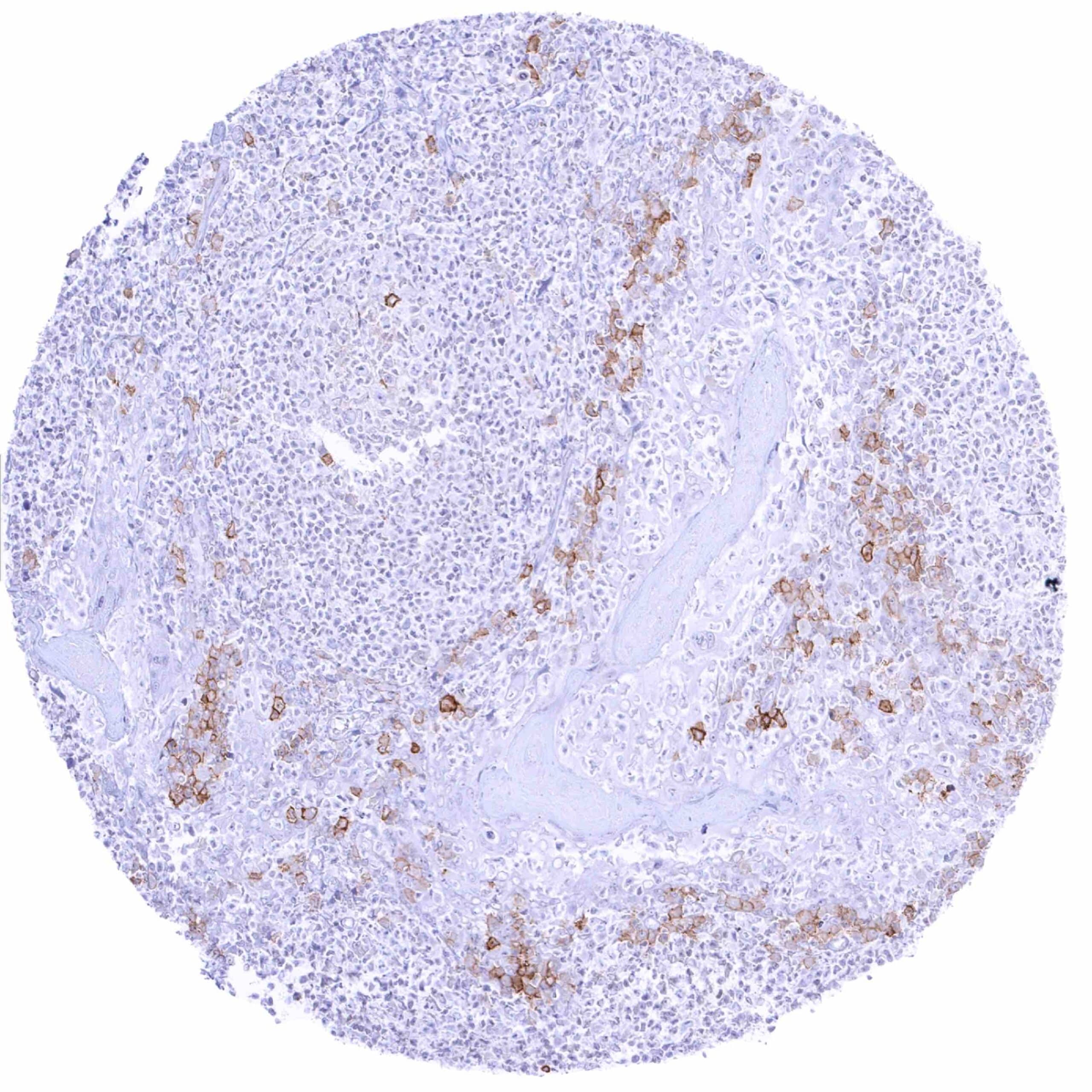 Normal Tissue Gallery CD38 - MS Validated Antibodies