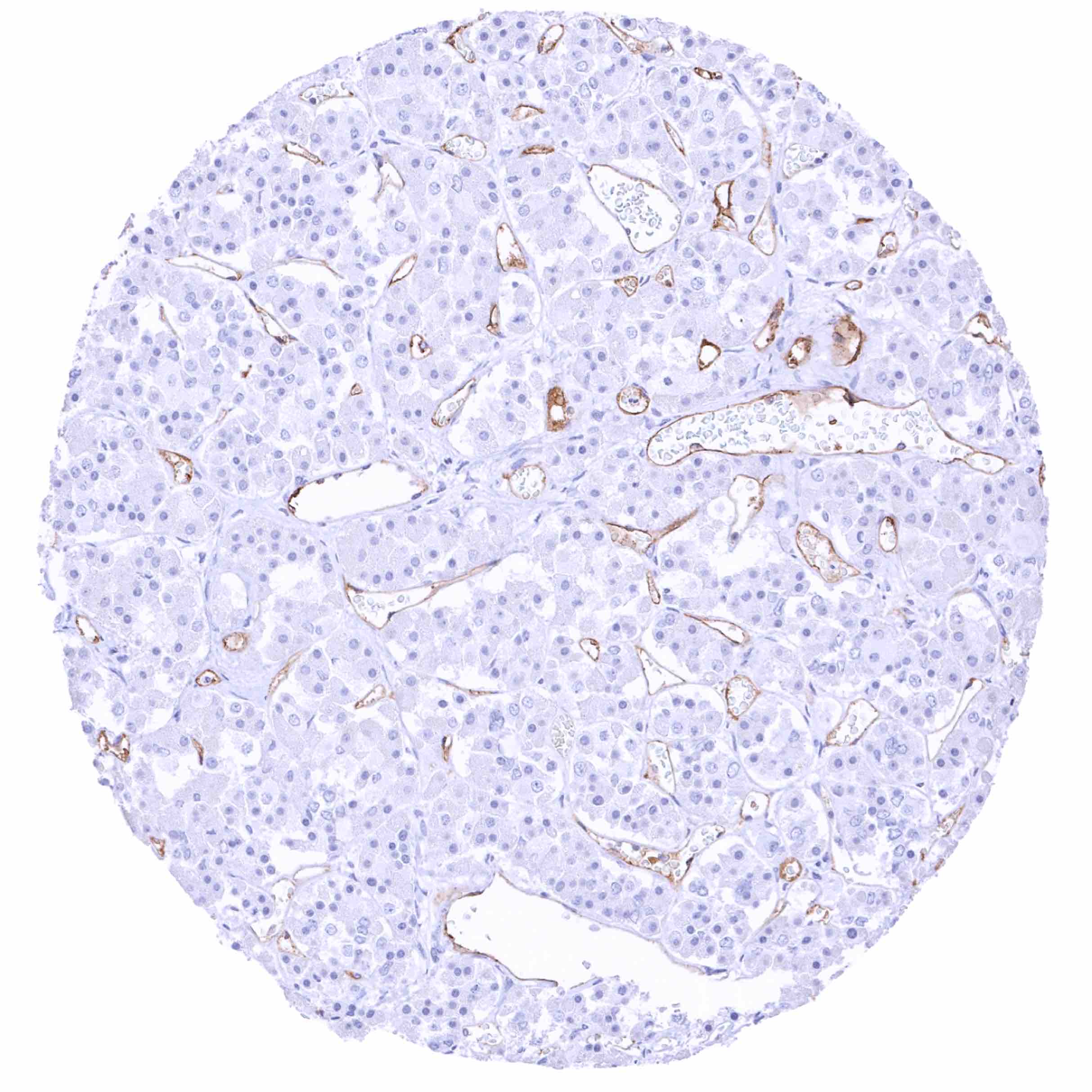 CD38 (MSVA-038R) - MS Validated Antibodies
