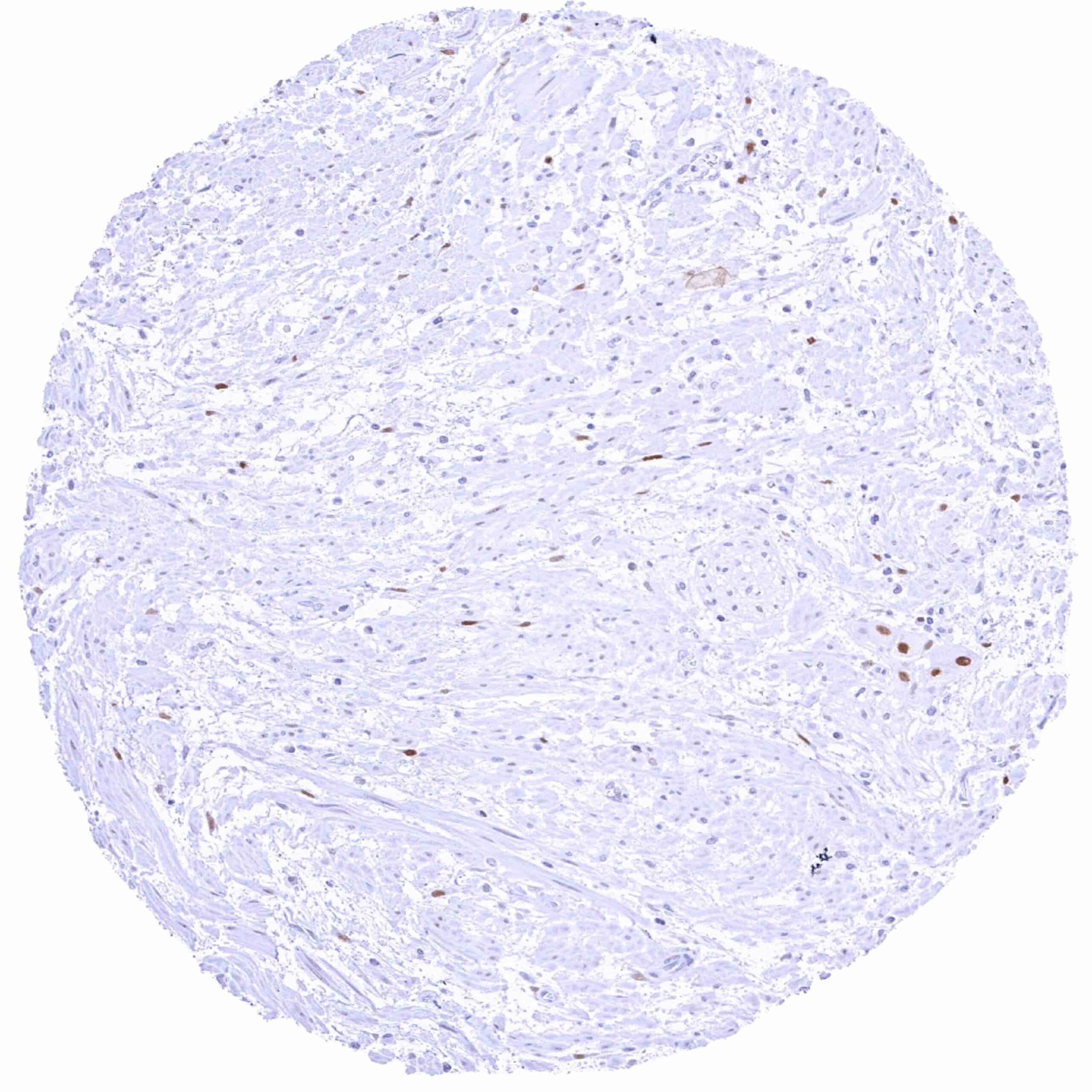 Normal Tissue Gallery Cyclin E1 - MS Validated Antibodies