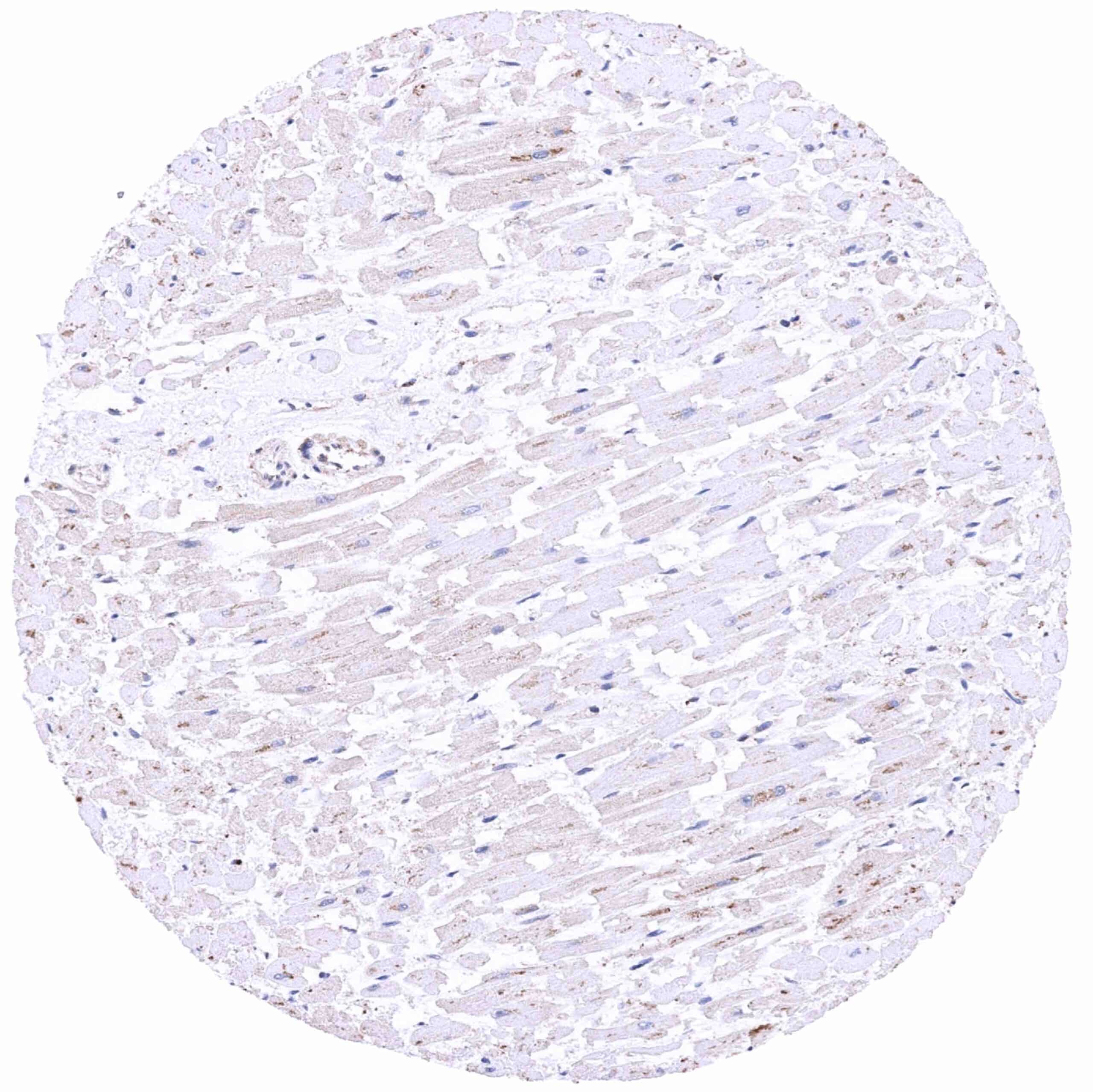 Normal Tissue Gallery MTAP - MS Validated Antibodies