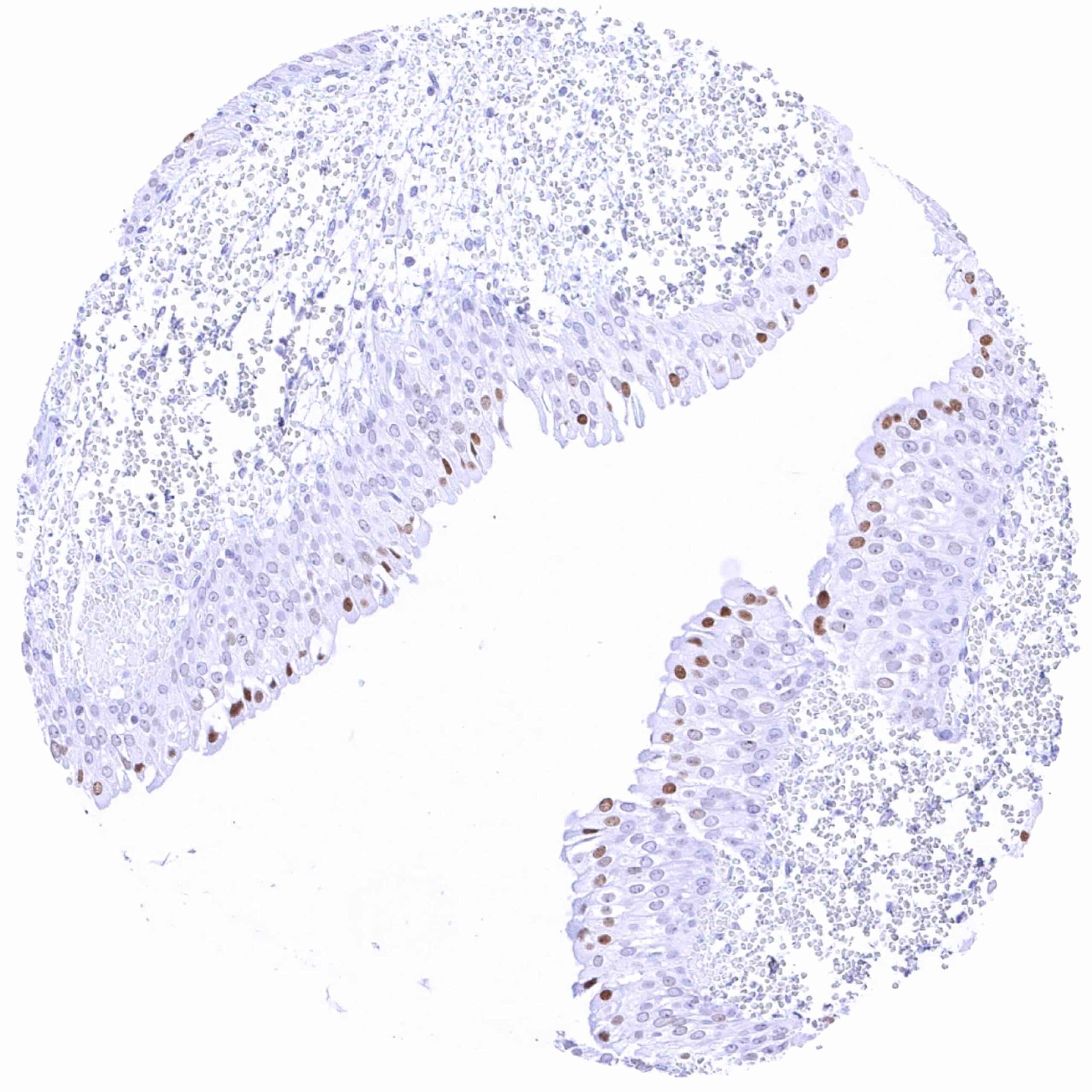 Cyclin E1 (MSVA-898R) - MS Validated Antibodies