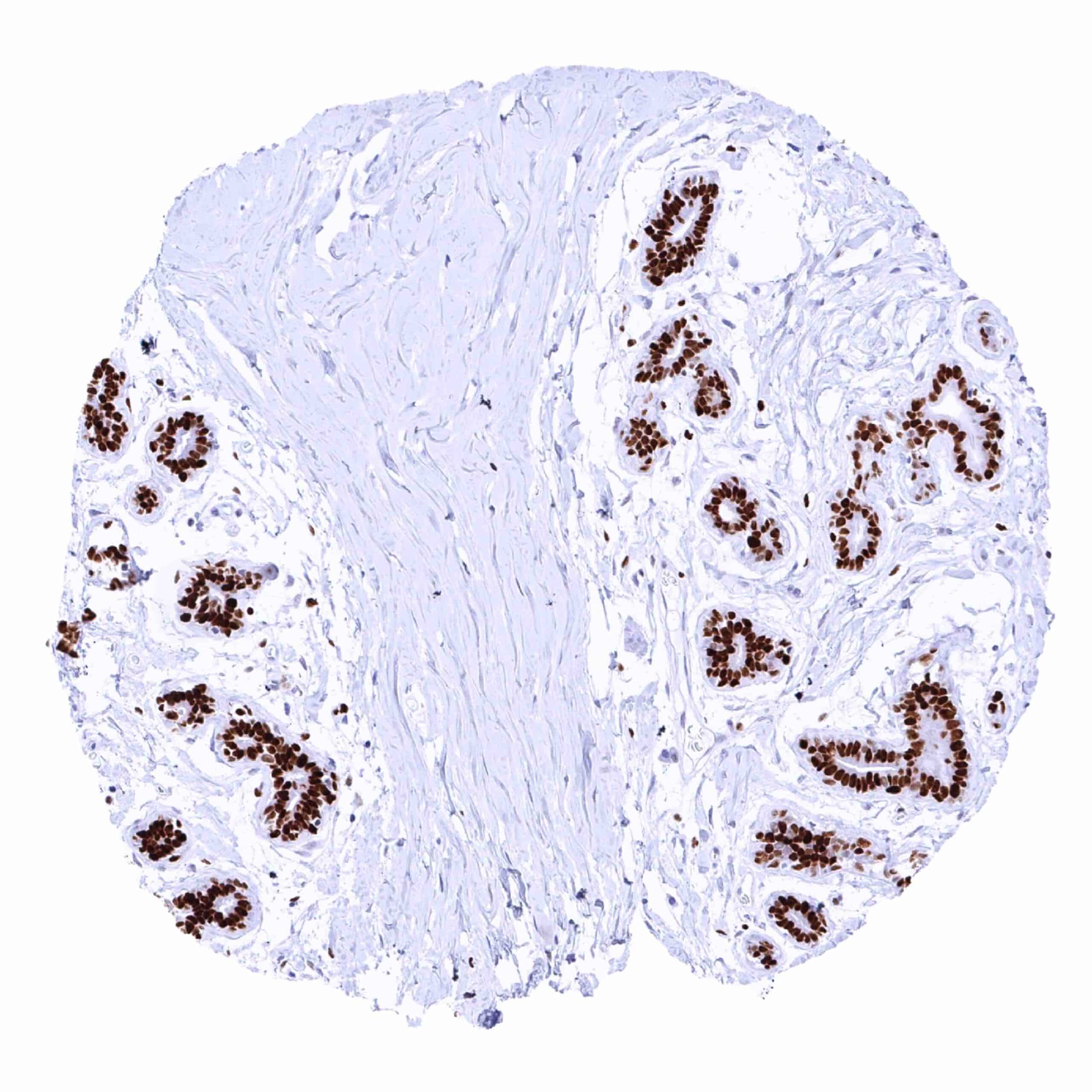 MCM2 (MSVA-502R) - MS Validated Antibodies