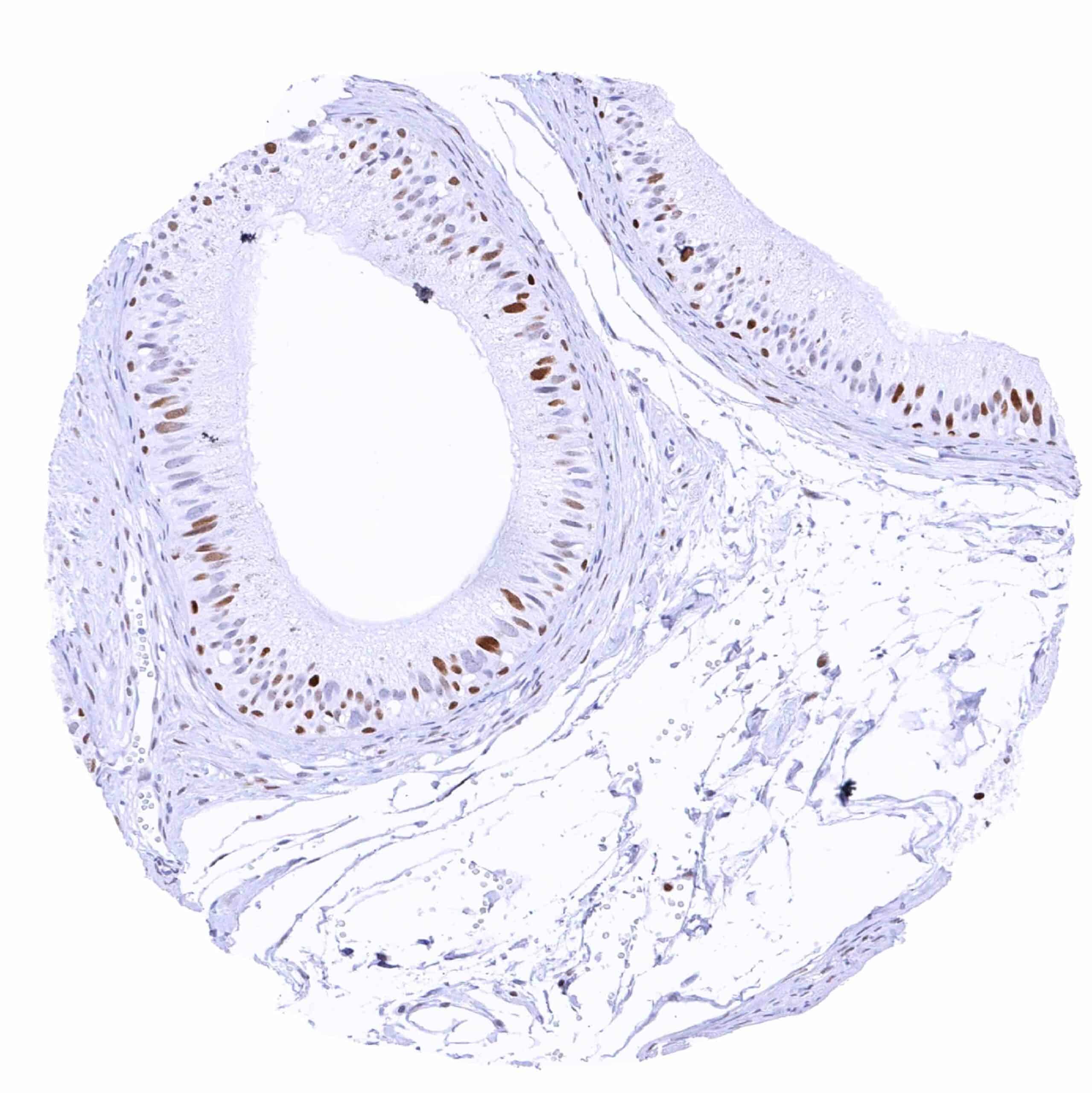 MCM2 (MSVA-502R) - MS Validated Antibodies
