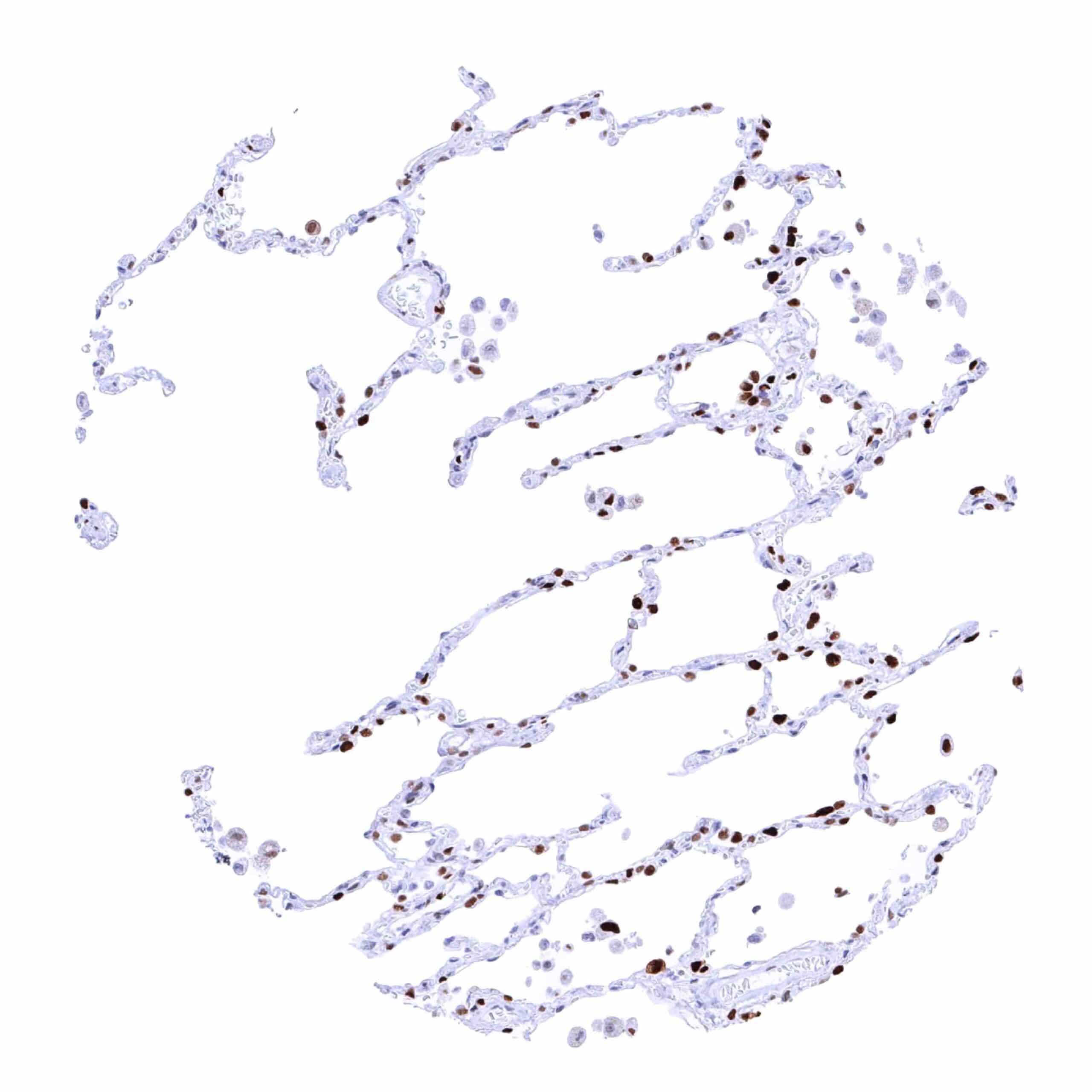 MCM2 (MSVA-502R) - MS Validated Antibodies