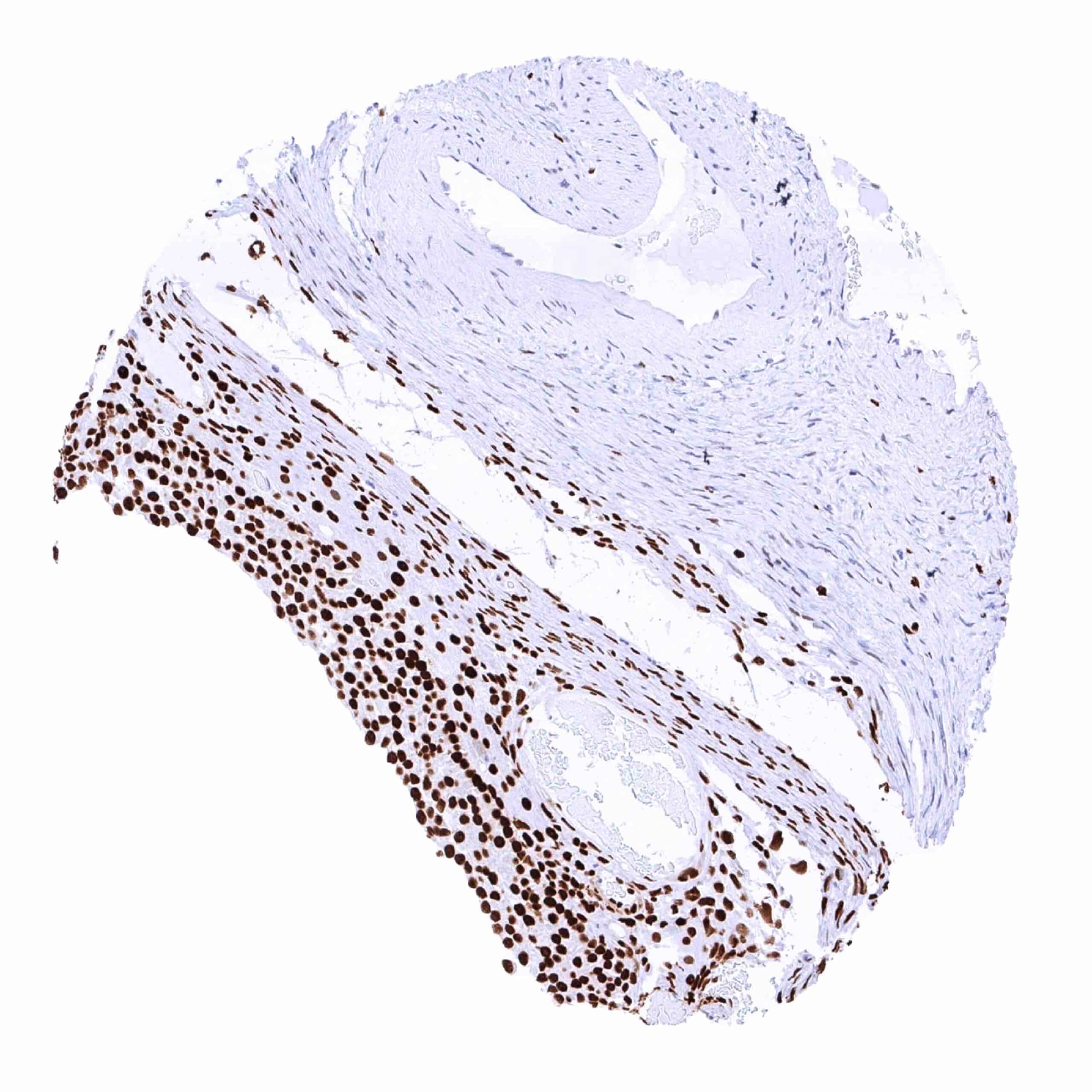 MCM2 (MSVA-502R) - MS Validated Antibodies
