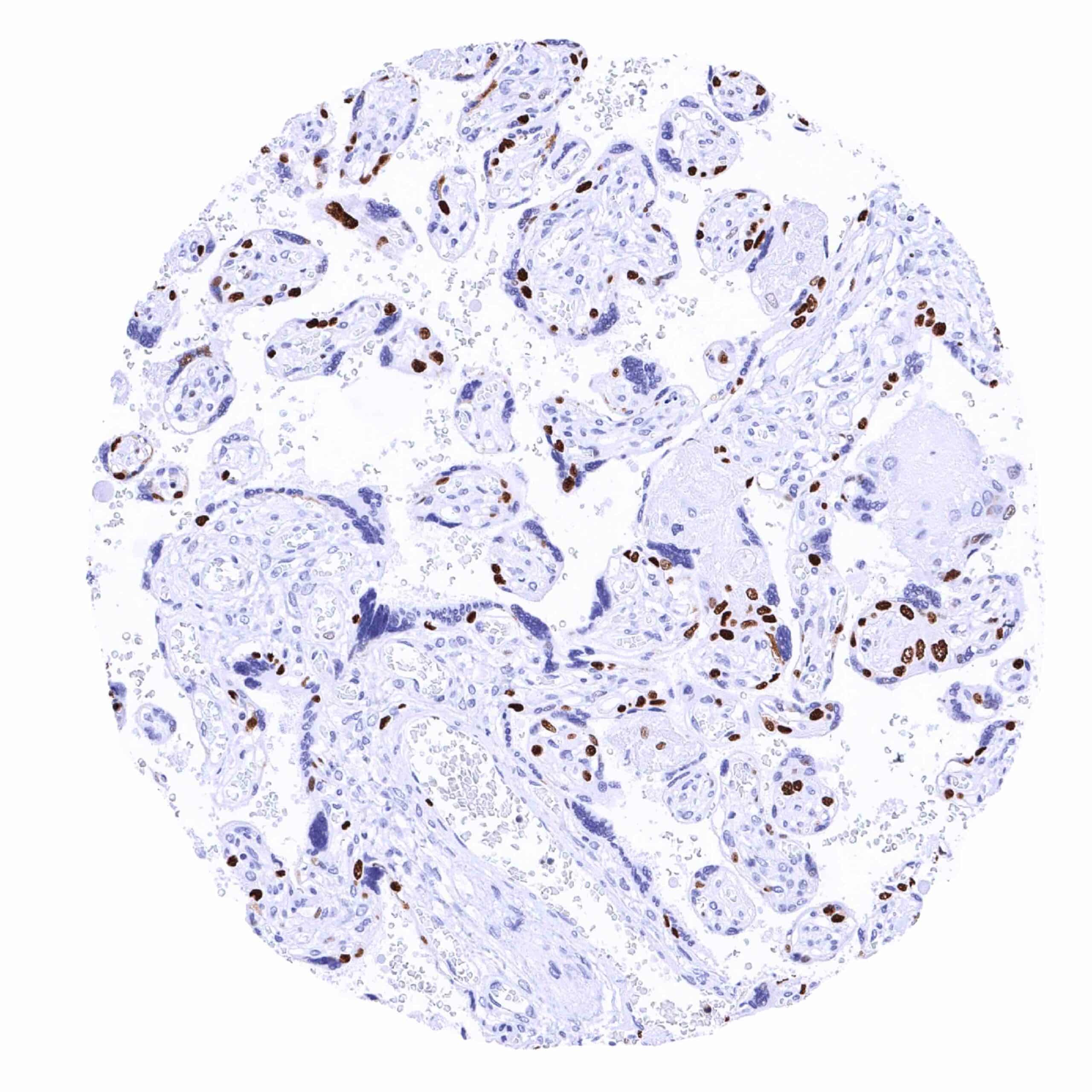MCM2 (MSVA-502R) - MS Validated Antibodies