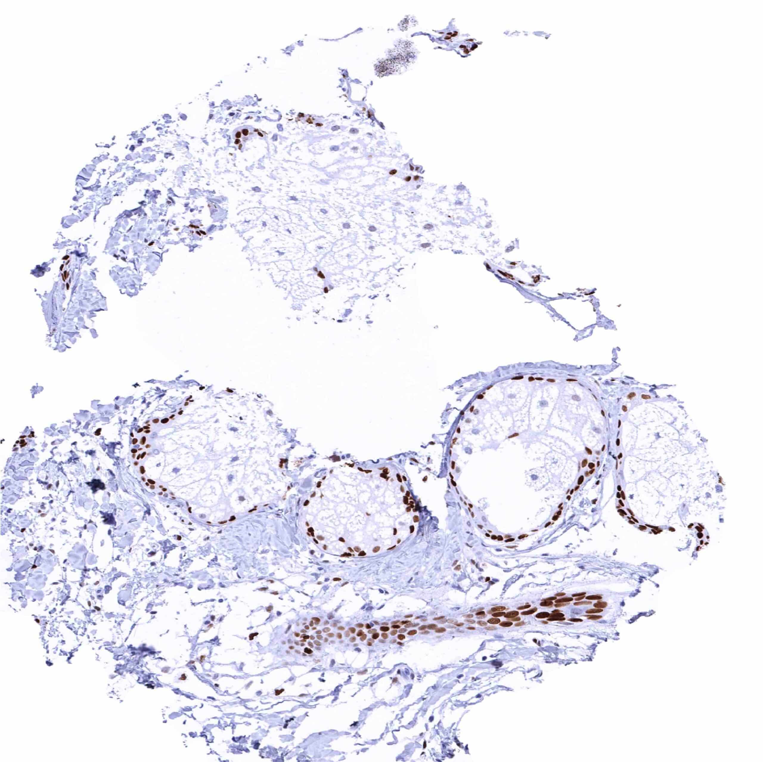 MCM2 (MSVA-502R) - MS Validated Antibodies