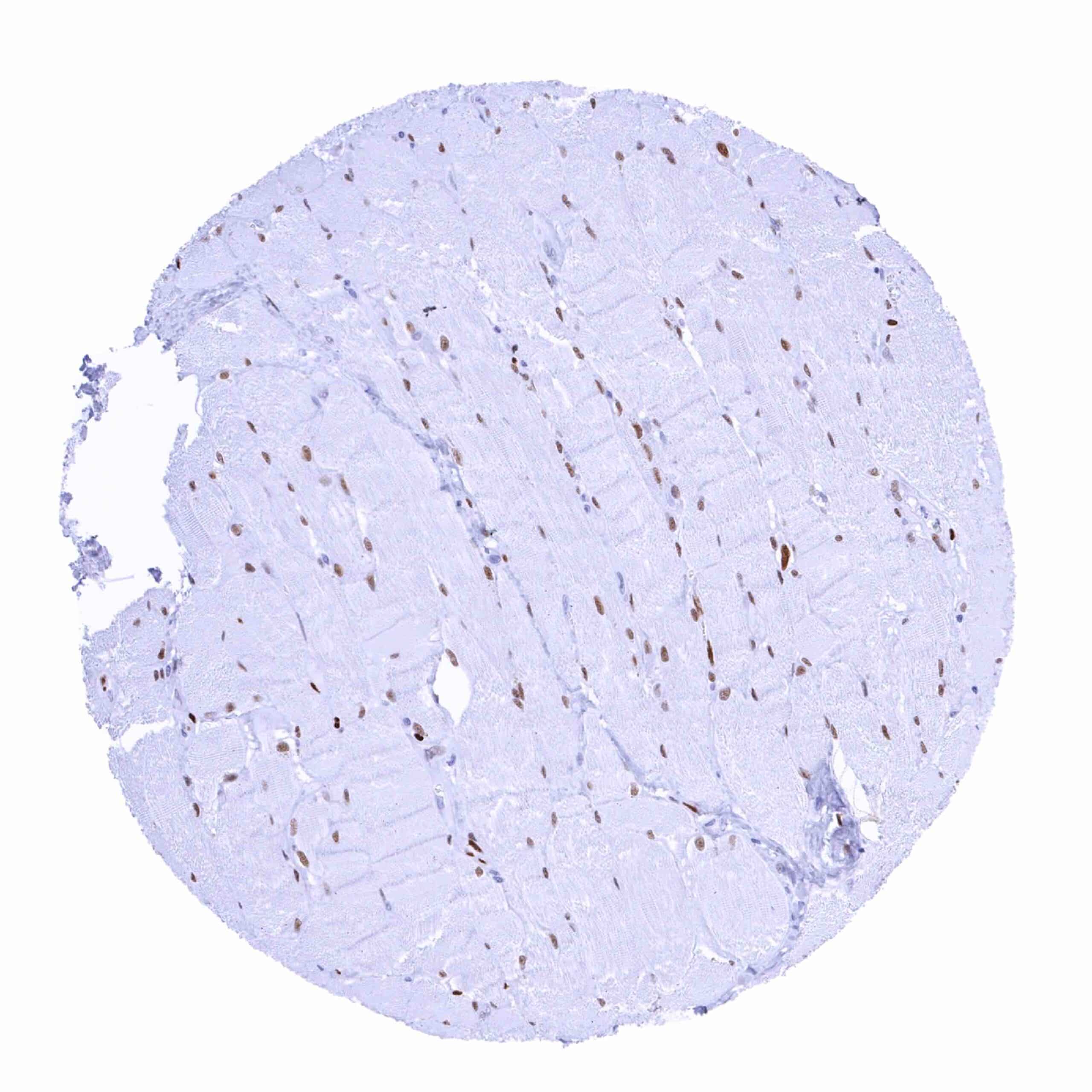 MCM2 (MSVA-502R) - MS Validated Antibodies