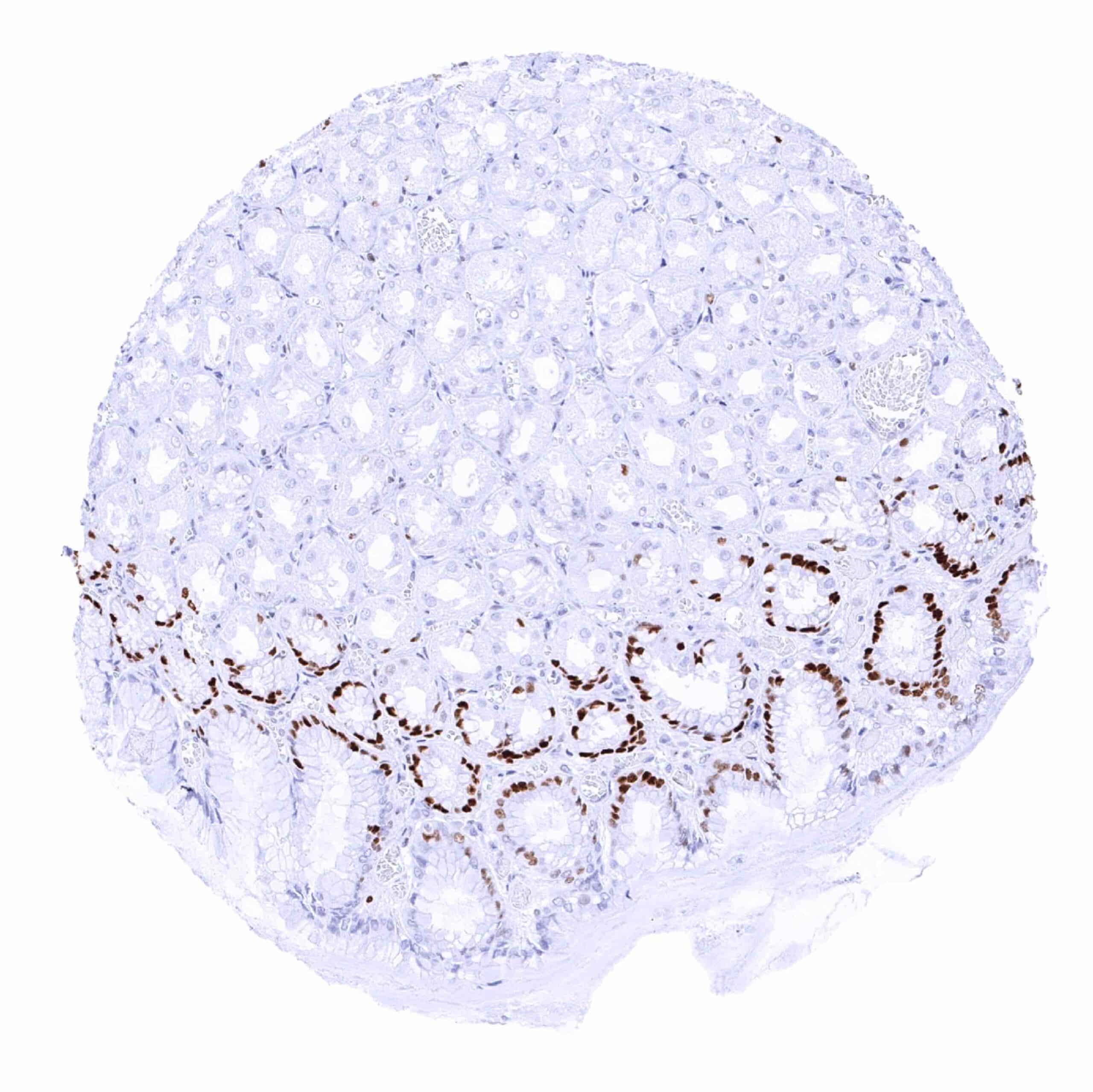 MCM2 (MSVA-502R) - MS Validated Antibodies