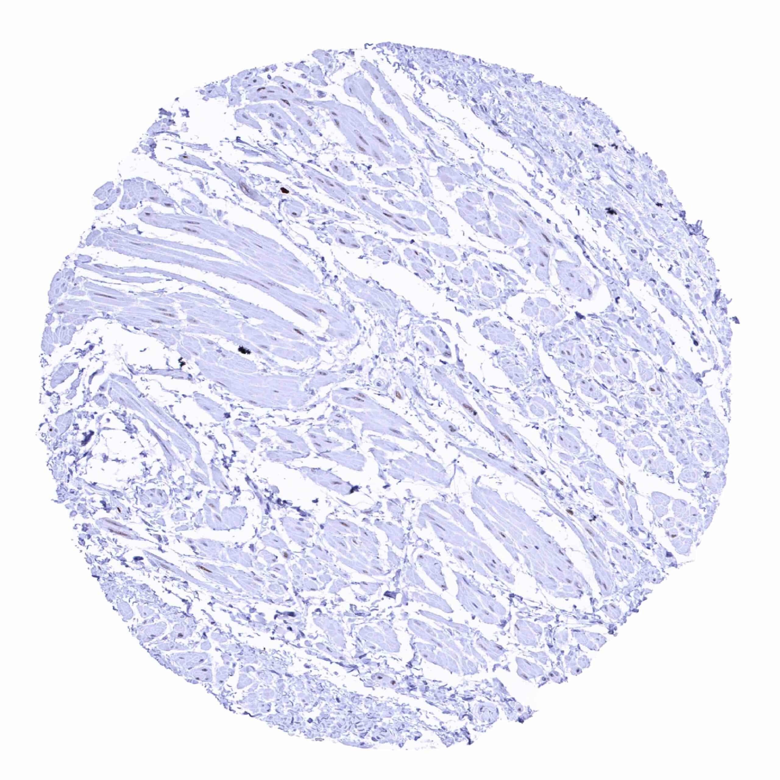 MCM2 (MSVA-502R) - MS Validated Antibodies