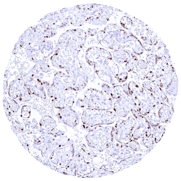 Cyclin E1 (MSVA-898R) - MS Validated Antibodies