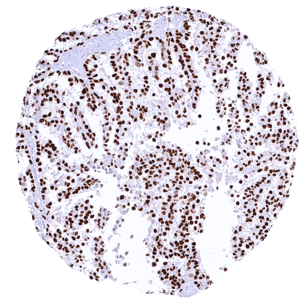Cyclin E1 (MSVA-898R) - MS Validated Antibodies