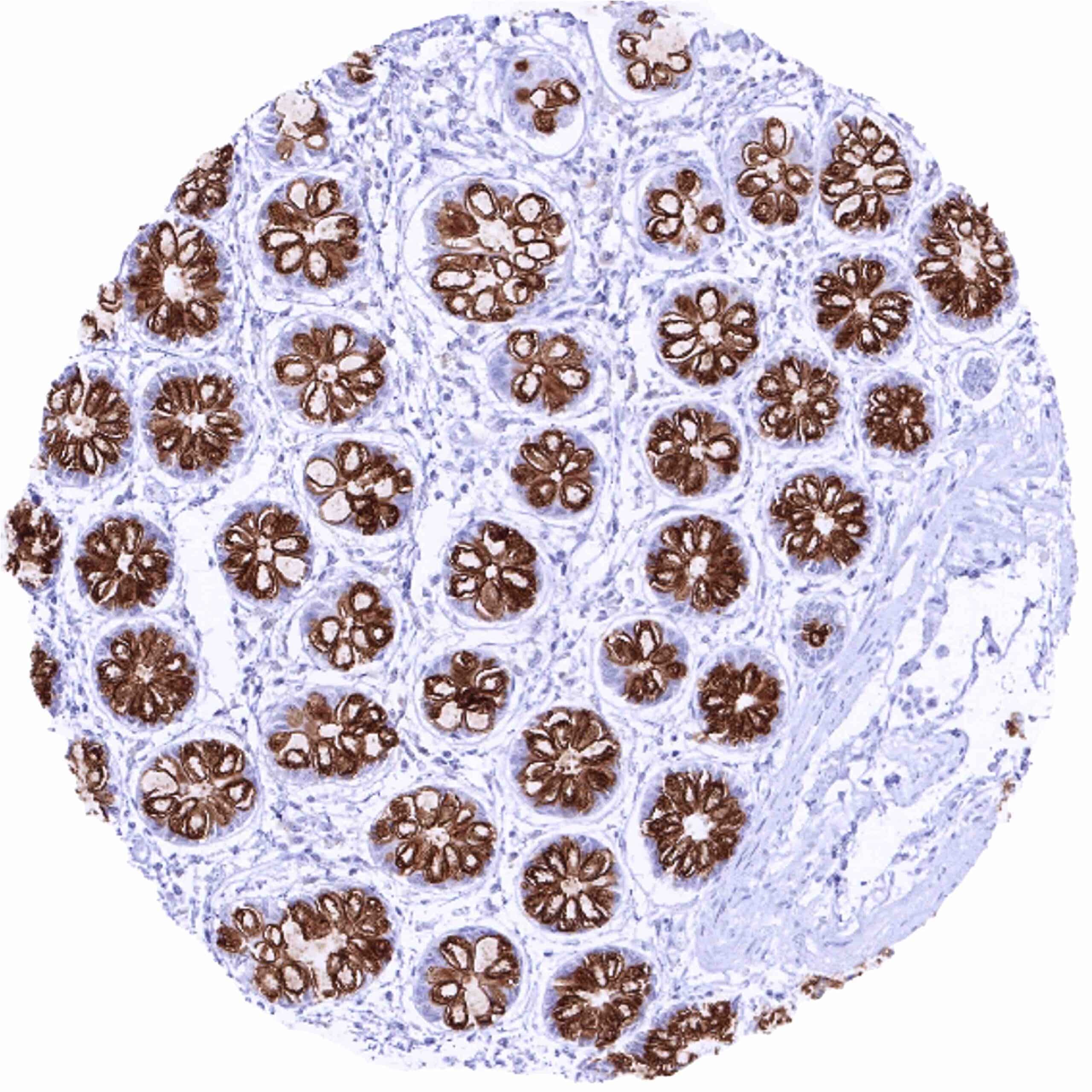Normal Tissue Gallery MUC2 - MS Validated Antibodies