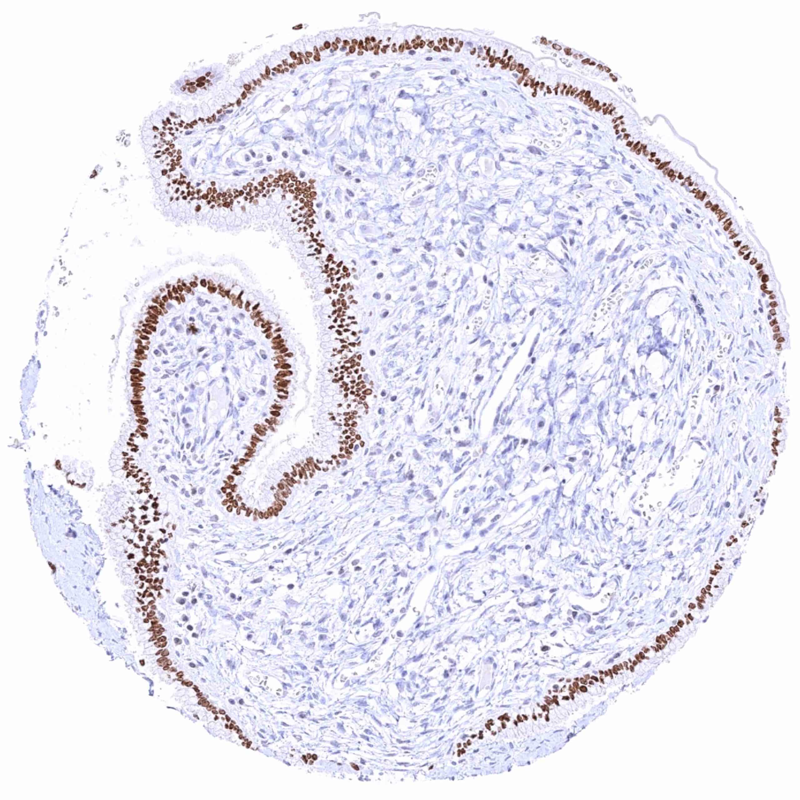 Normal Tissue Gallery HMGA2 - MS Validated Antibodies