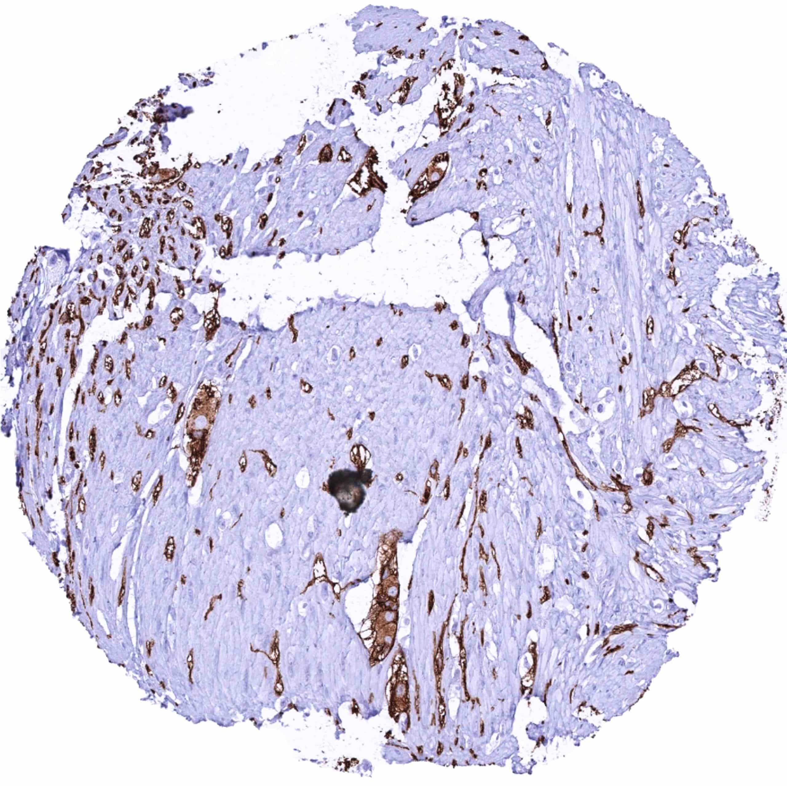 Normal Tissue Gallery CD171 - MS Validated Antibodies