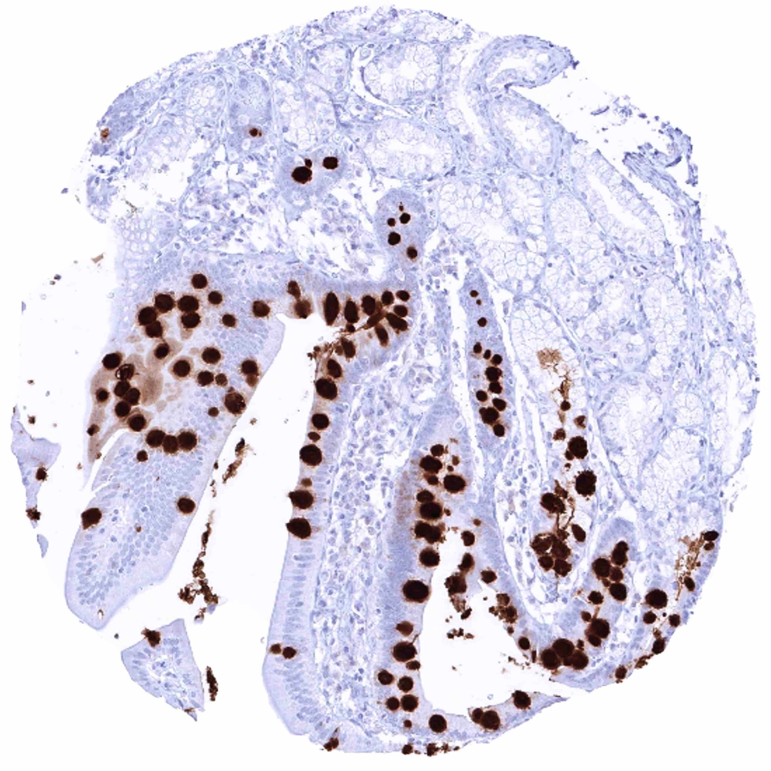 MUC2 (HMV310) - MS Validated Antibodies