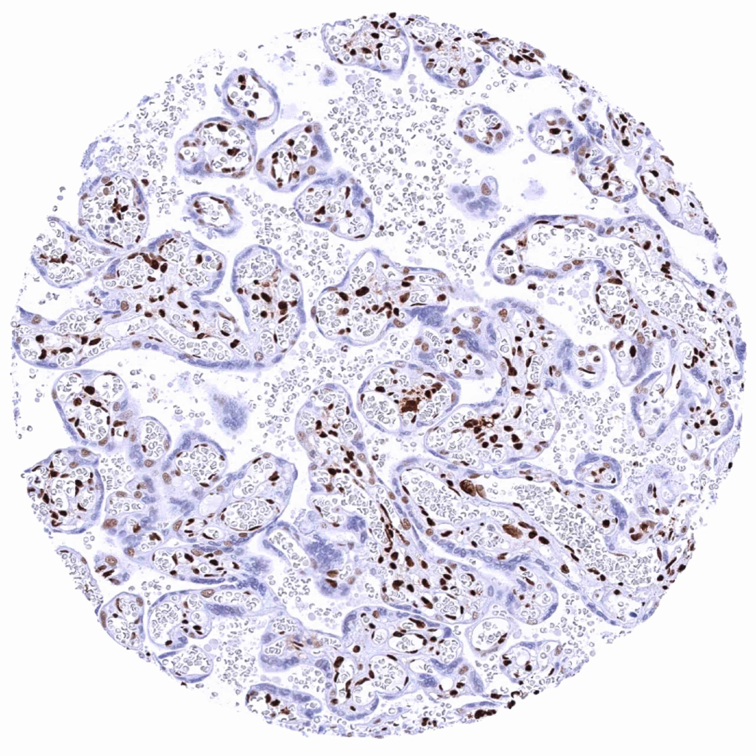 Glucocorticoid Receptor (HMV304) - MS Validated Antibodies