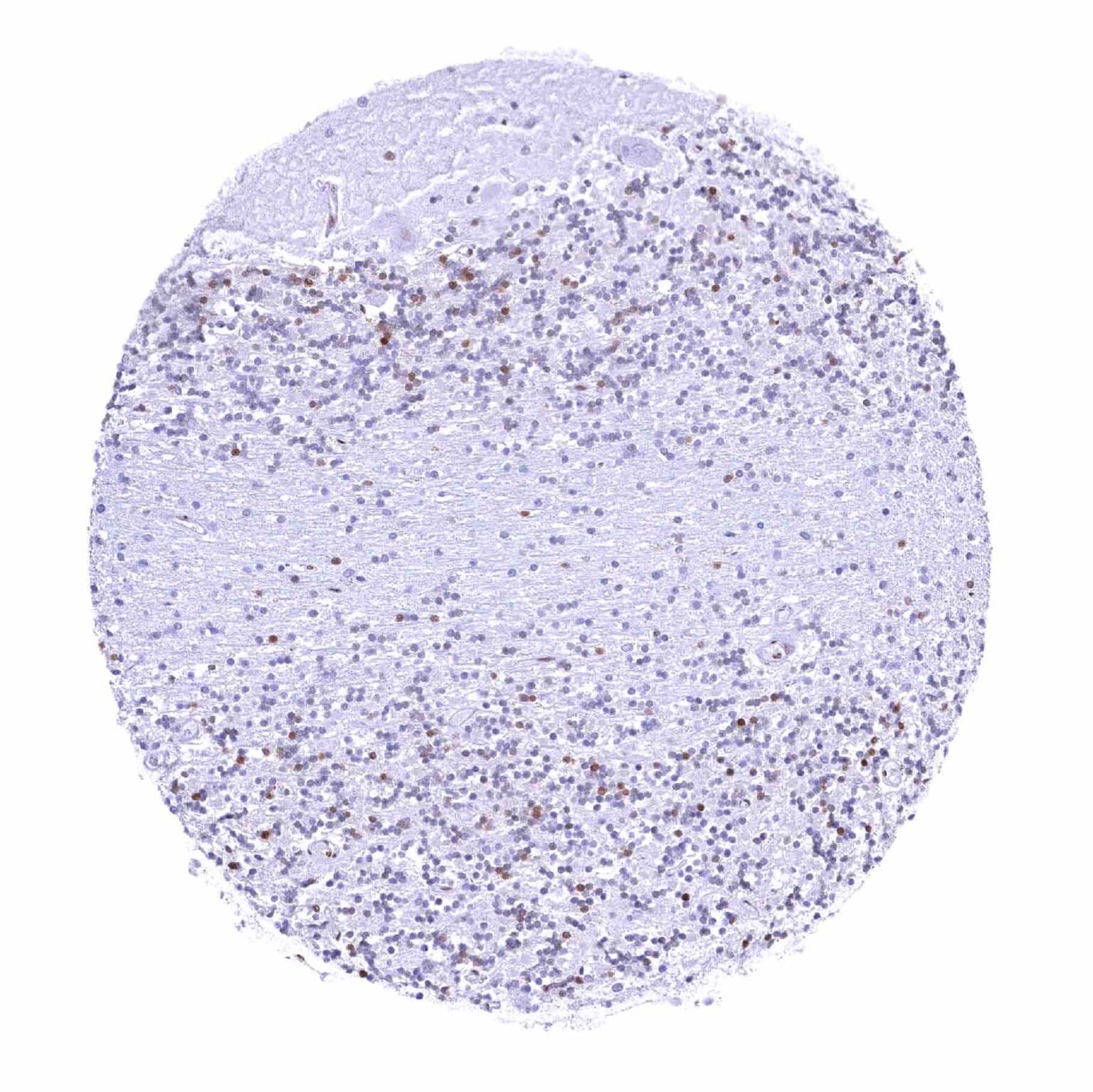 Normal Tissue Gallery CBP - MS Validated Antibodies