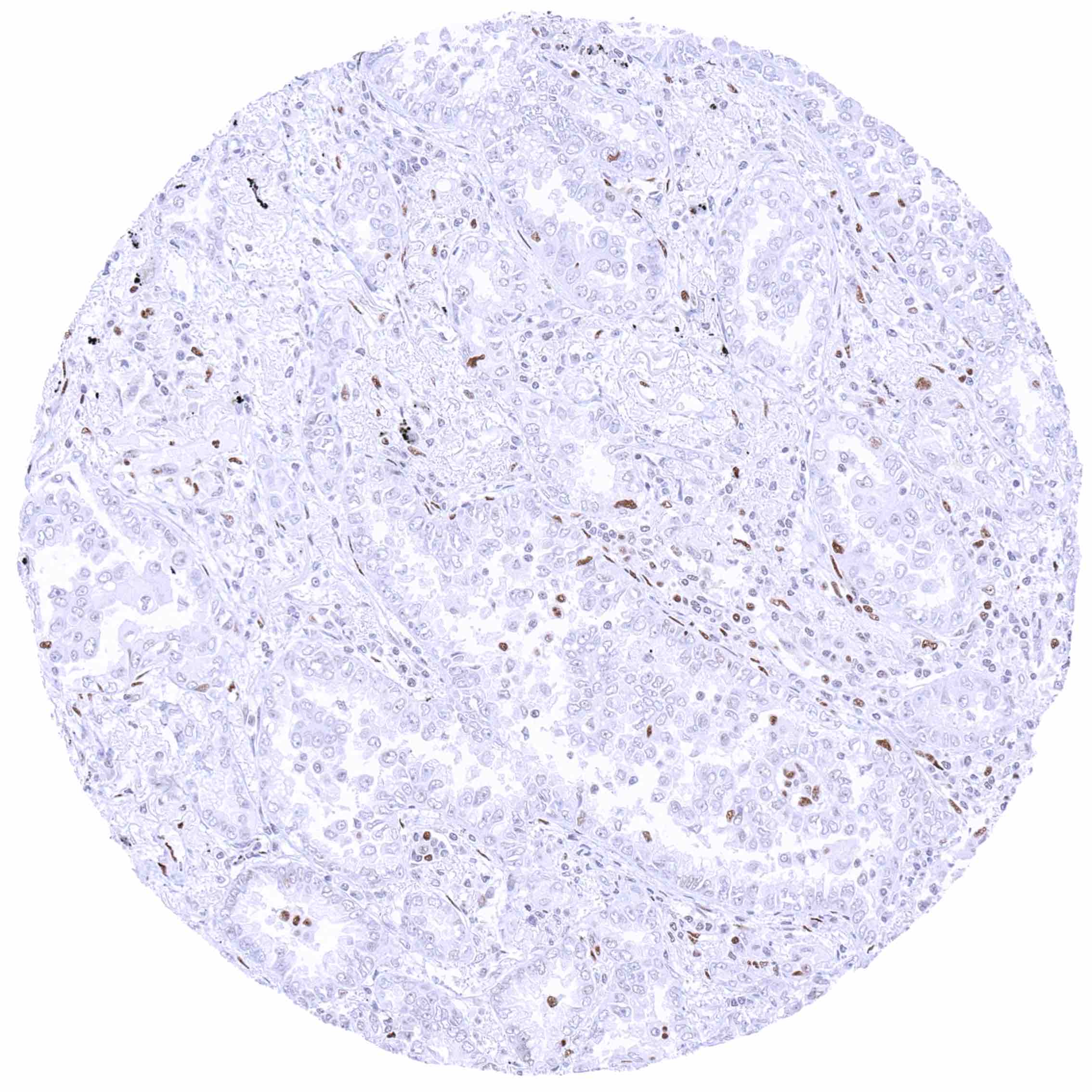 CBP (HMV319) - MS Validated Antibodies
