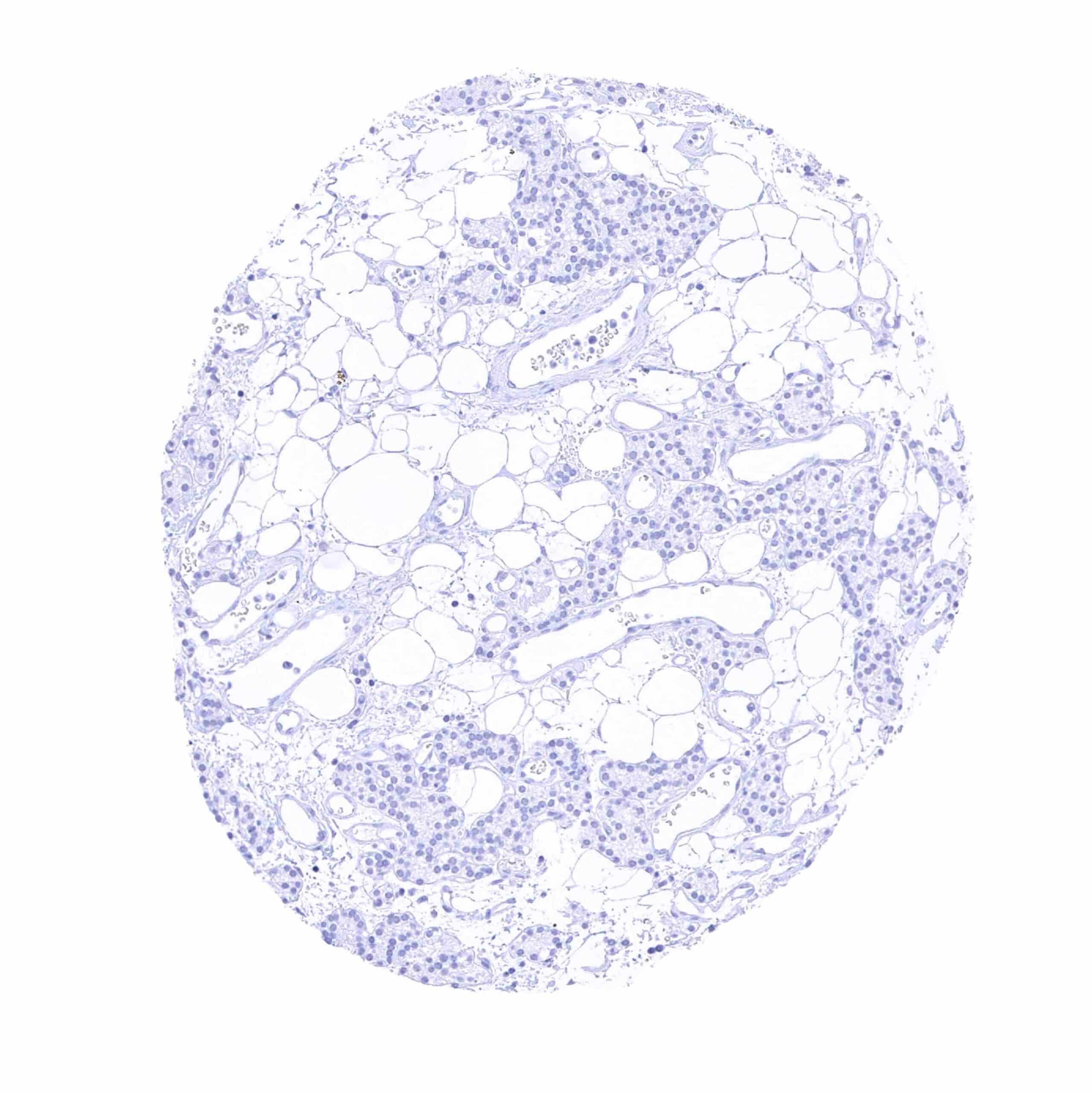 Brachyury (HMV321) - MS Validated Antibodies