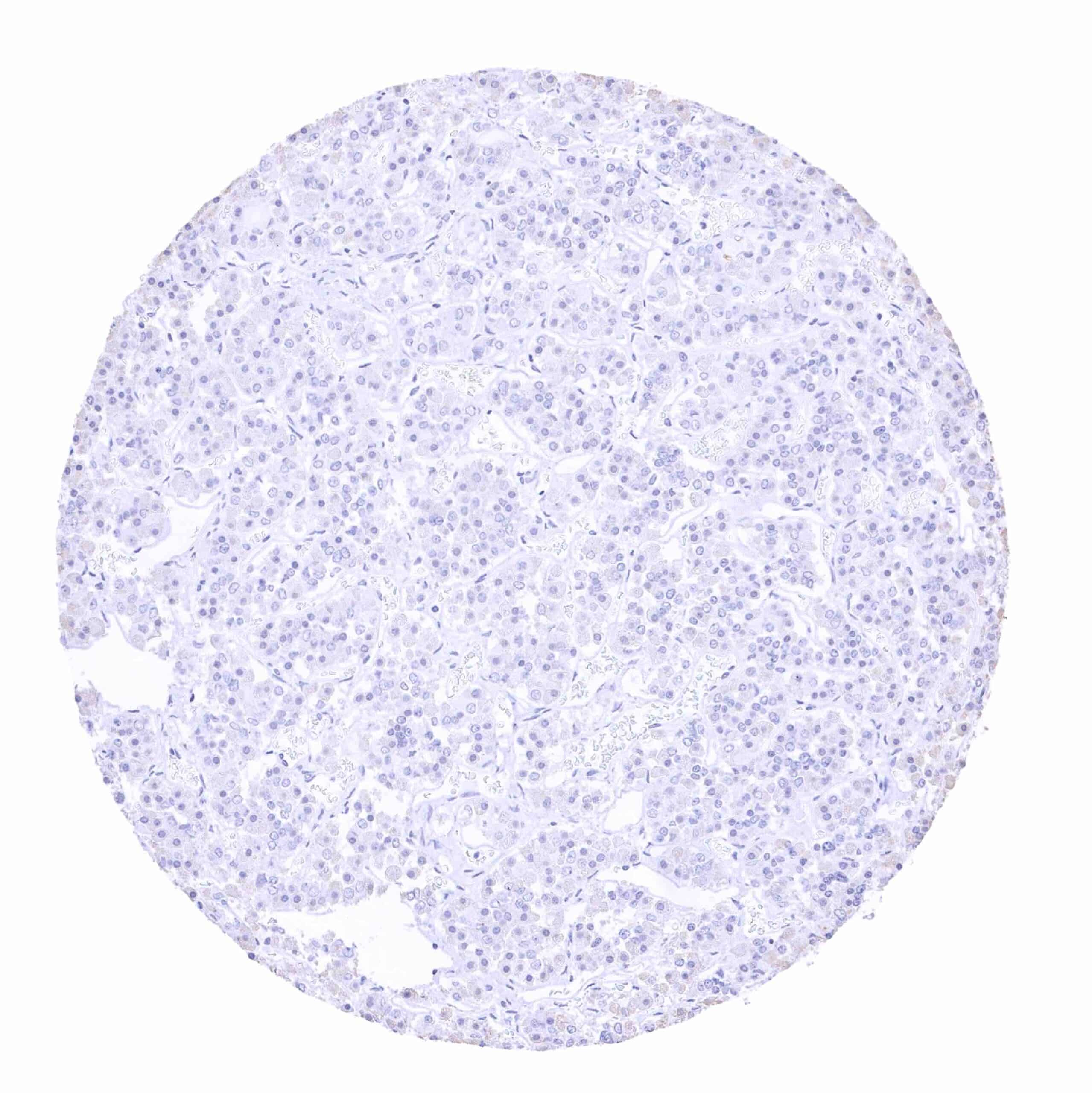 Brachyury (HMV321) - MS Validated Antibodies
