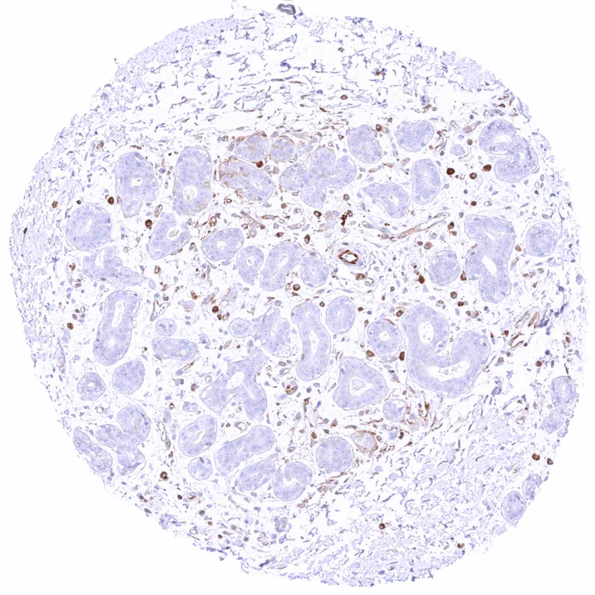 Normal Tissue Gallery MX1 - MS Validated Antibodies
