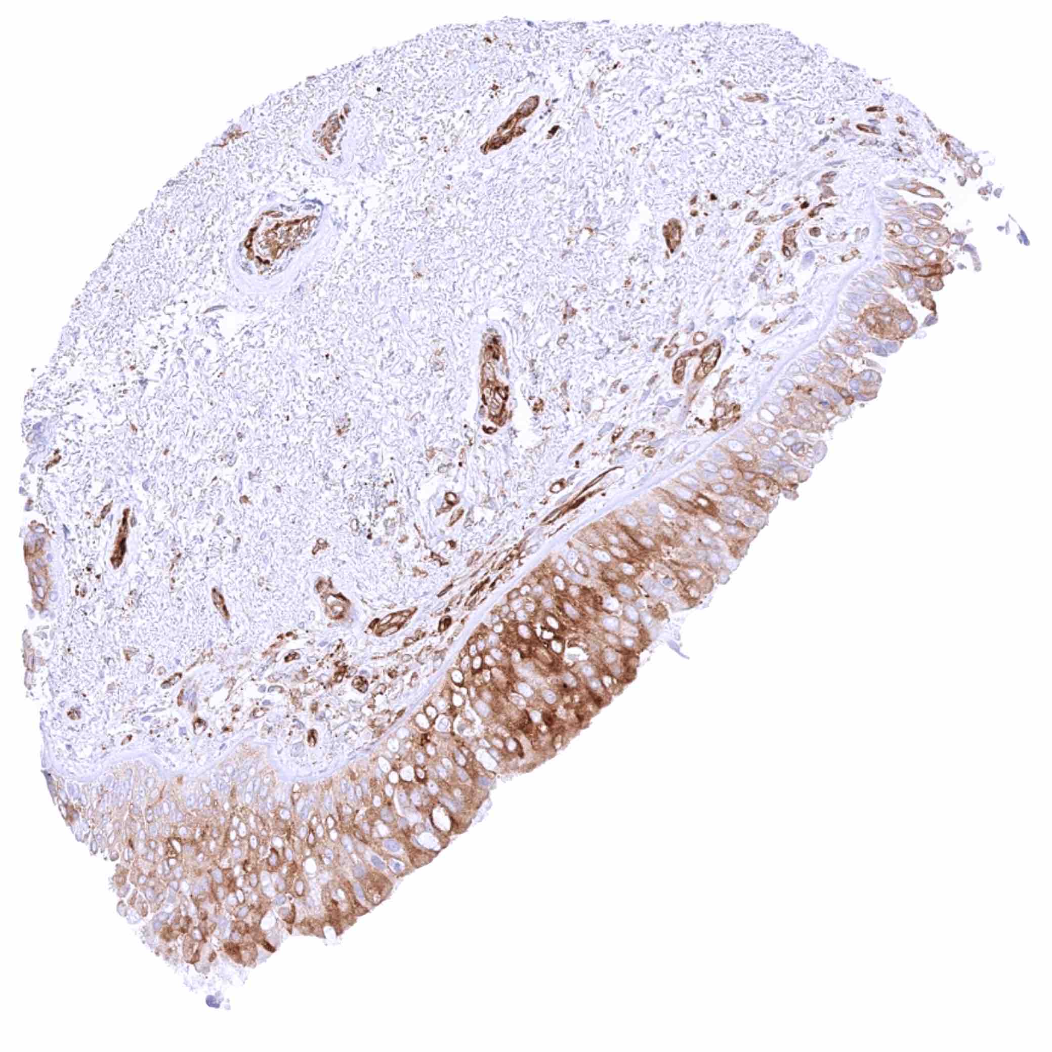 Normal Tissue Gallery MX1 - MS Validated Antibodies
