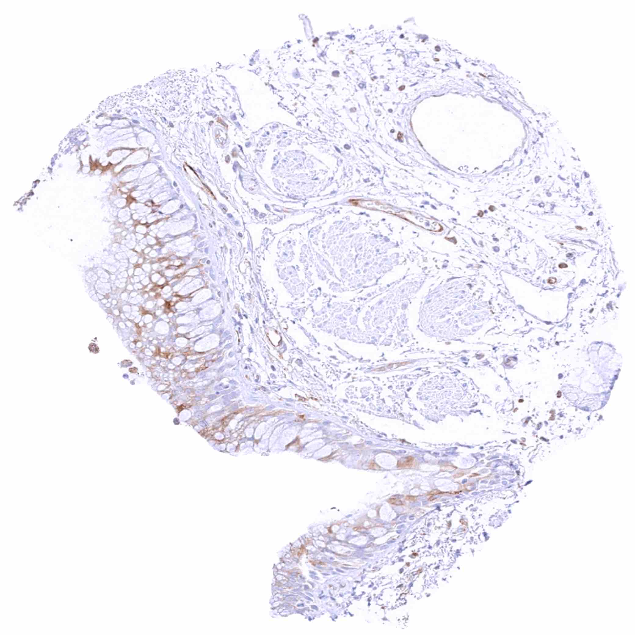 Normal Tissue Gallery MX1 - MS Validated Antibodies